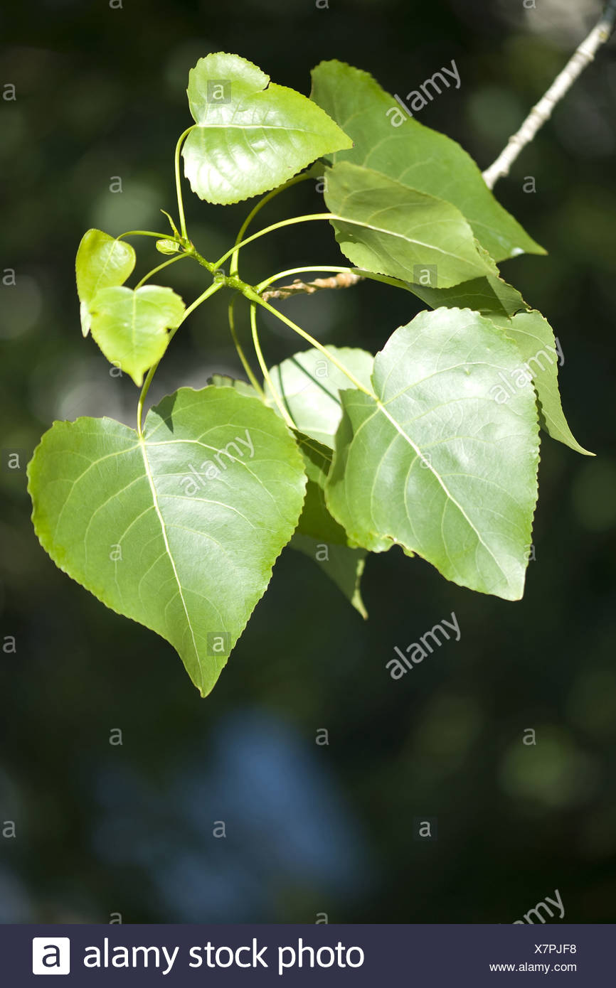 Populus Leaves High Resolution Stock Photography and Images - Alamy