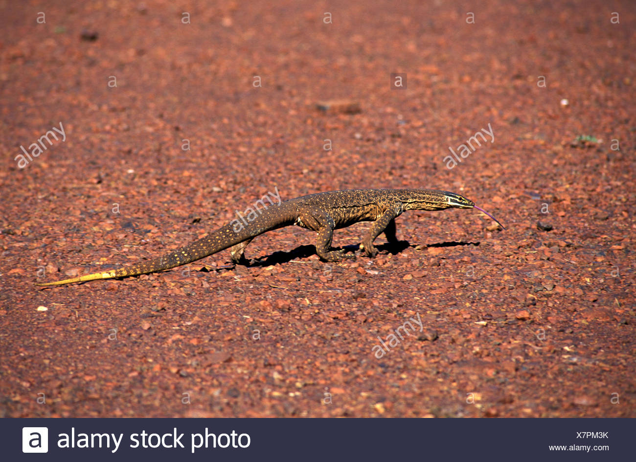 Goanna Lizard Australia High Resolution Stock Photography and Images ...