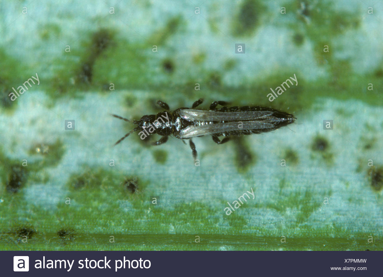Thrip Damage High Resolution Stock Photography and Images - Alamy