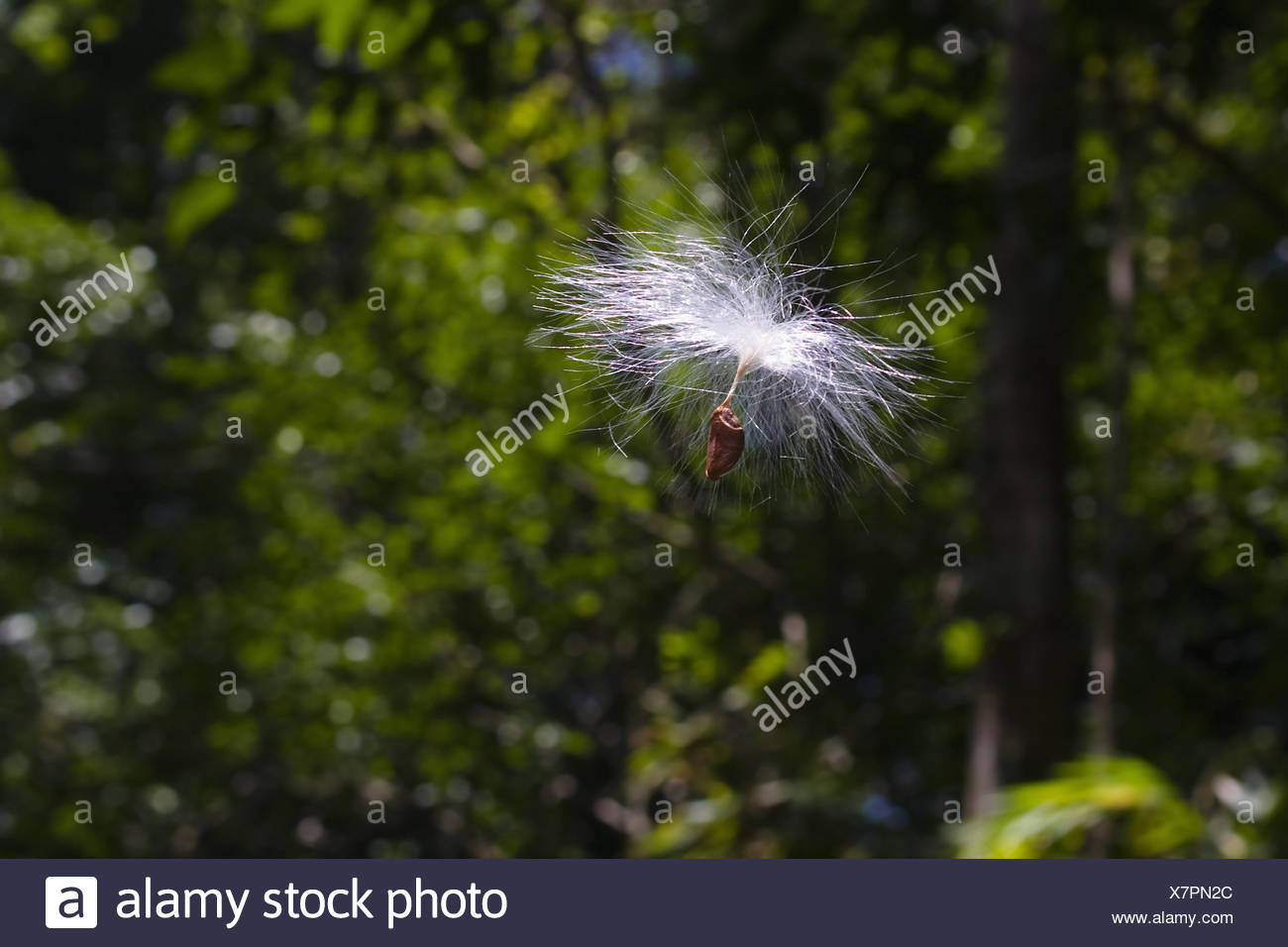 Indian Tree Seed Stock Photos & Indian Tree Seed Stock Images - Alamy