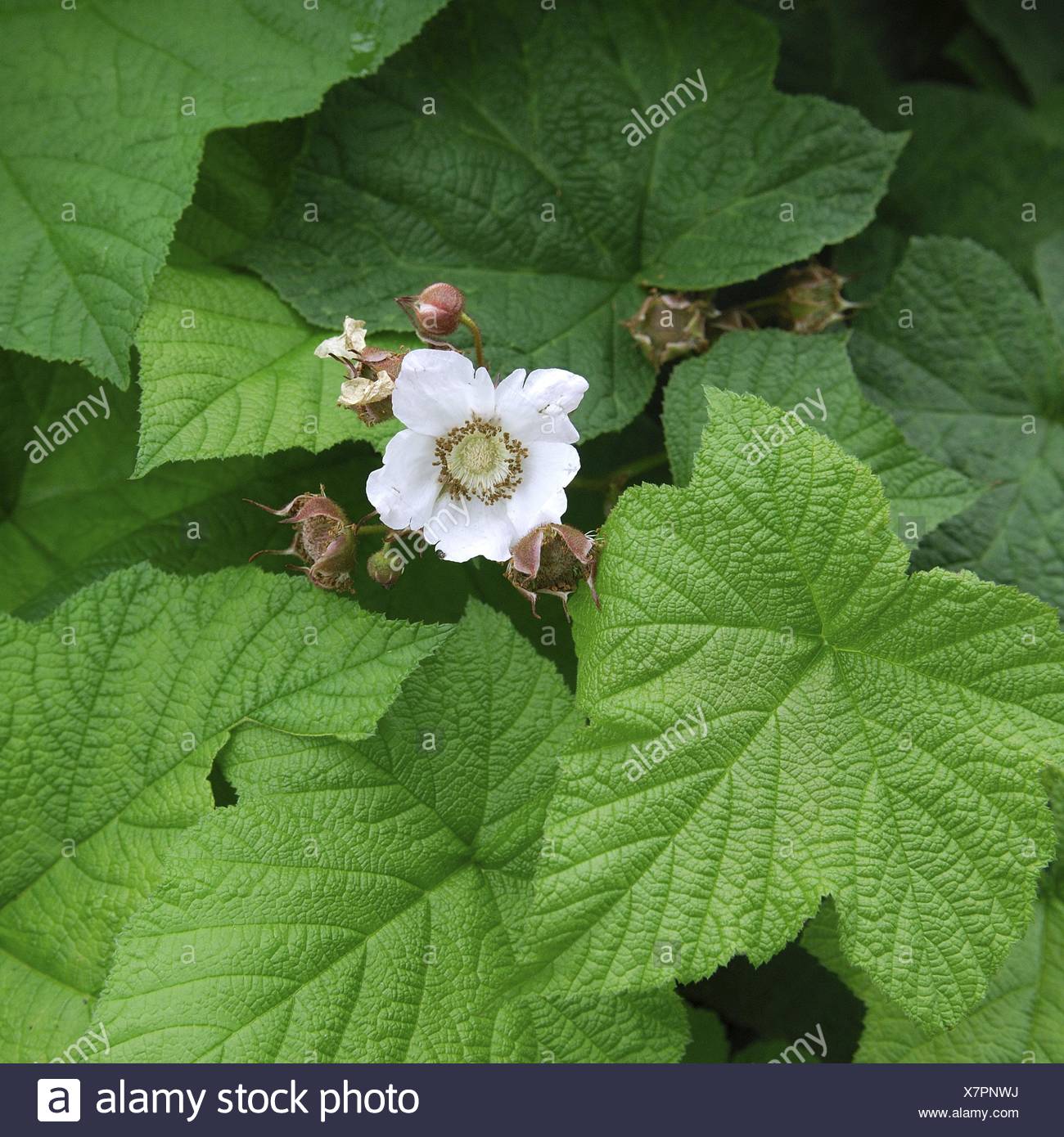 Thimbleberry High Resolution Stock Photography and Images - Alamy