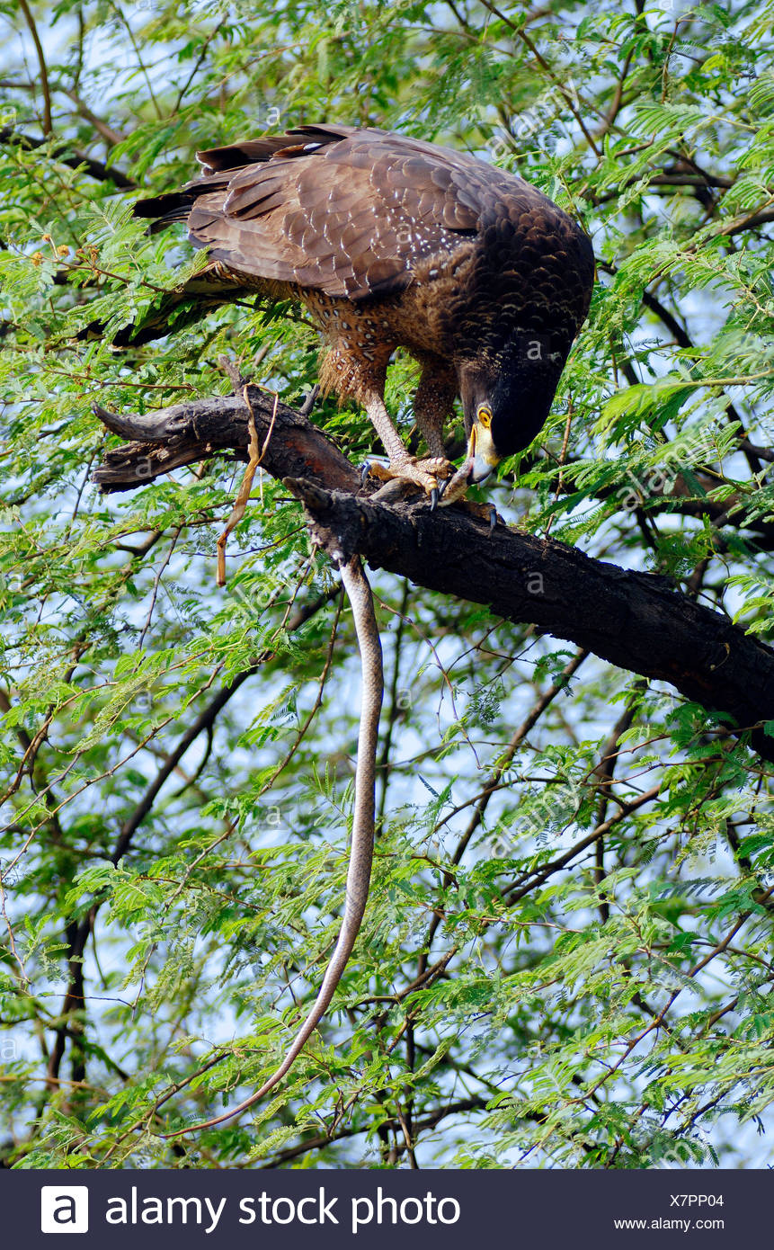 Eagle Eating Snake High Resolution Stock Photography and Images - Alamy