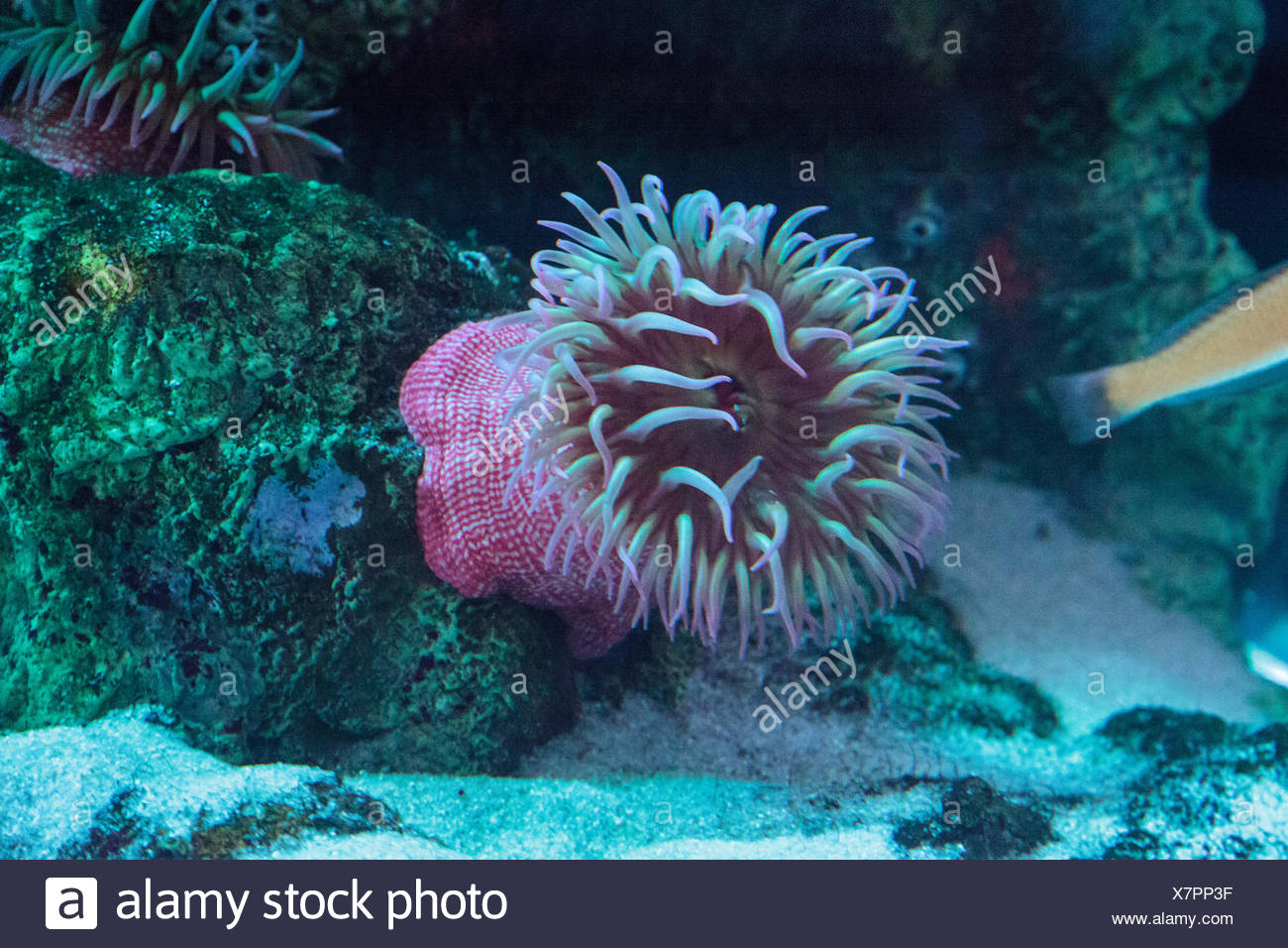 White Spotted Anemone Urticina Lofotensis High Resolution Stock ...