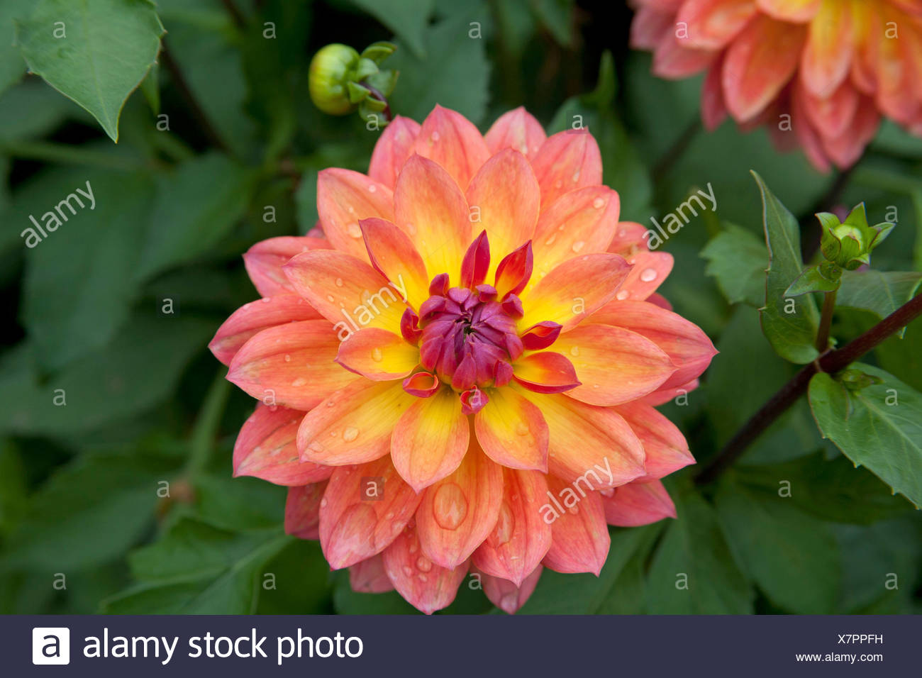 Tricolore High Resolution Stock Photography and Images - Alamy