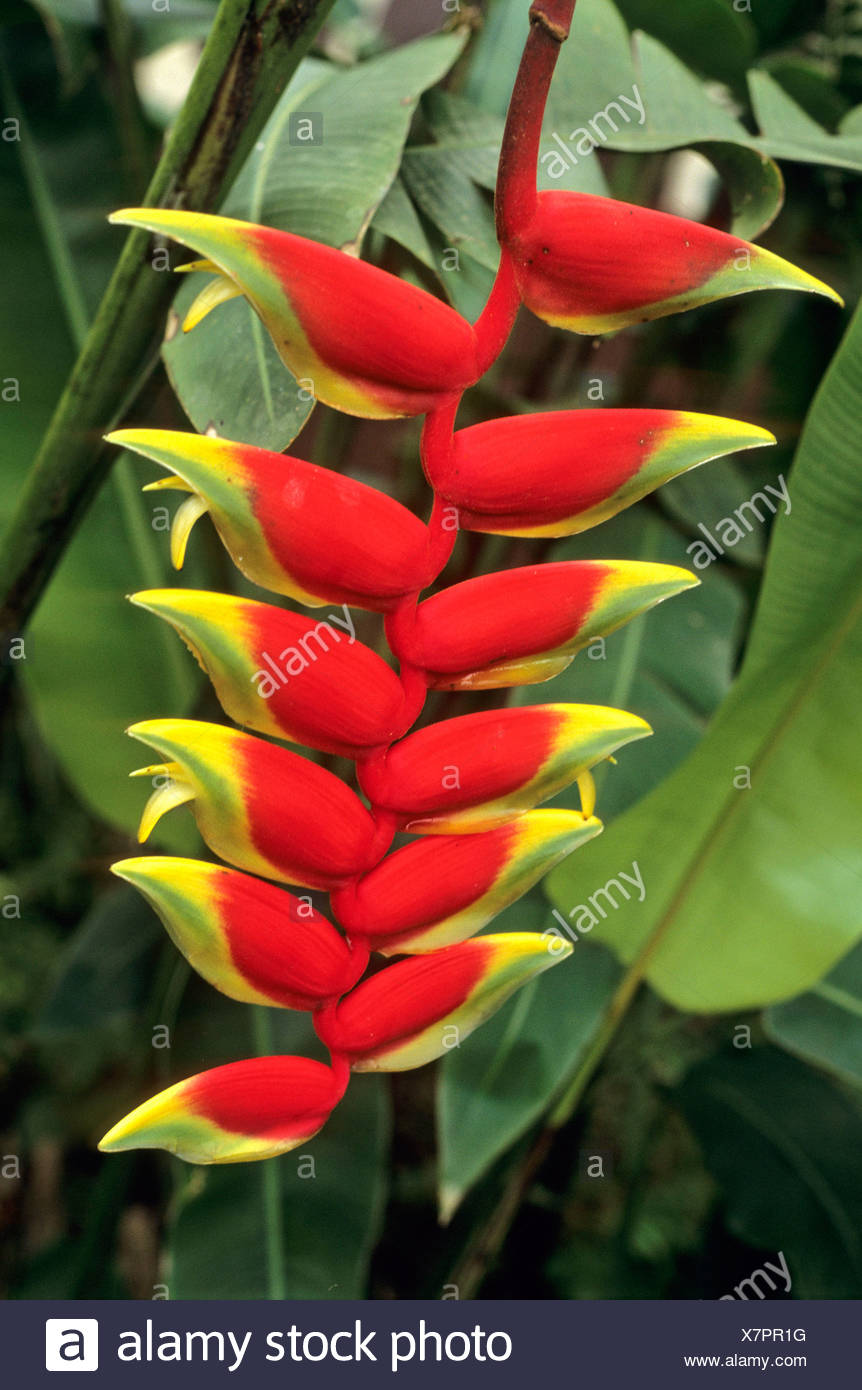 Heliconia Pendula High Resolution Stock Photography and Images - Alamy