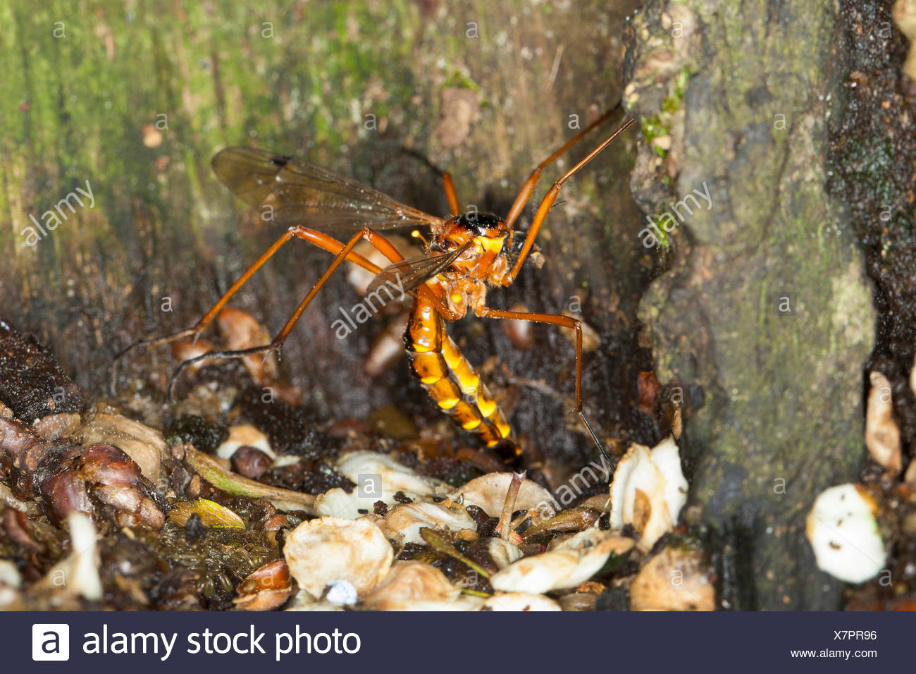 Crane Fly Eggs High Resolution Stock Photography and Images - Alamy