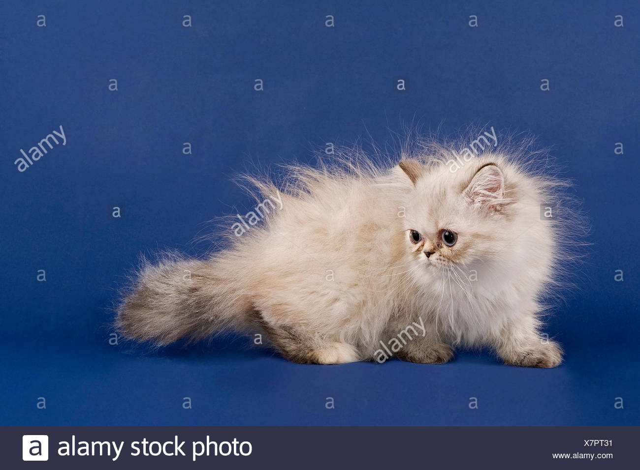 Colourpoint Persian Cat High Resolution Stock Photography and Images ...