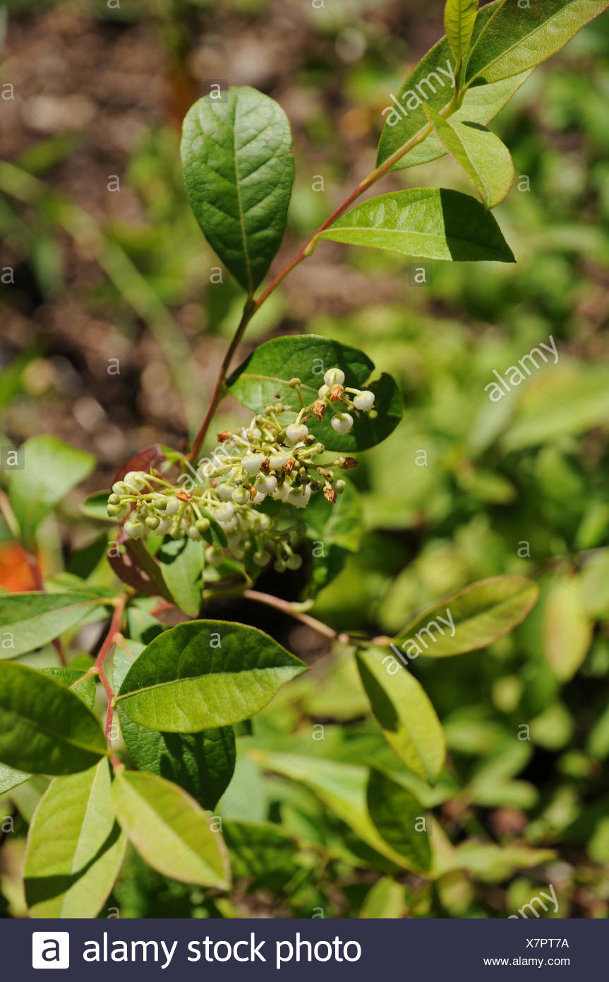Doghobble High Resolution Stock Photography and Images - Alamy