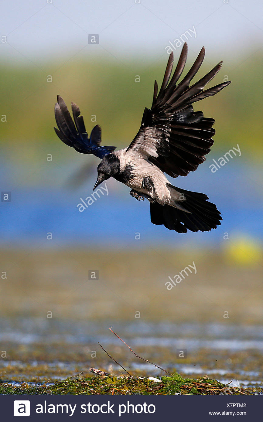 Crow Landing Stock Photos & Crow Landing Stock Images - Alamy