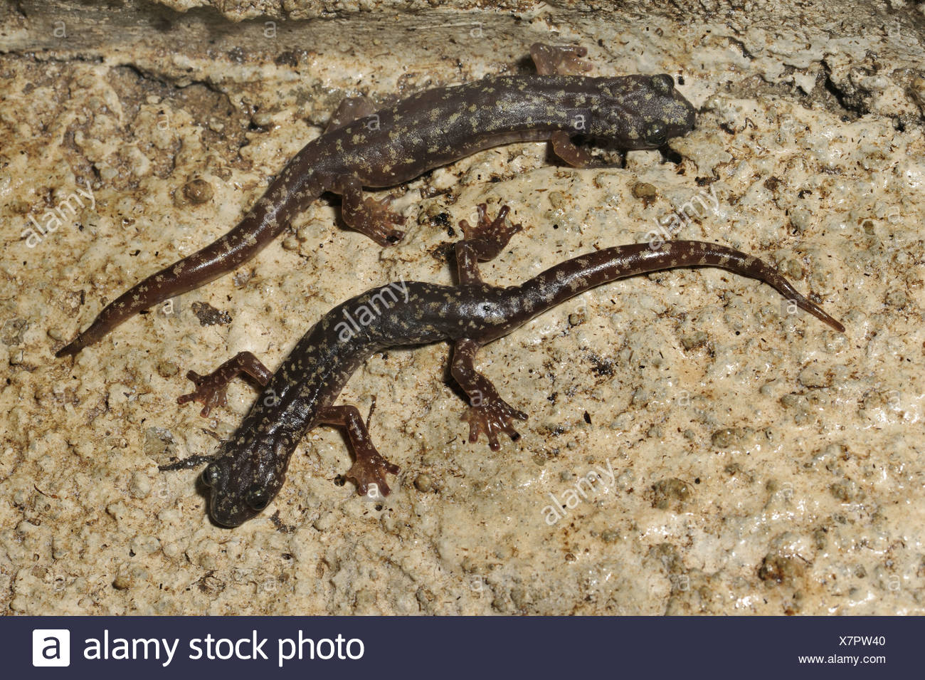 Italian Cave Salamander High Resolution Stock Photography and Images ...