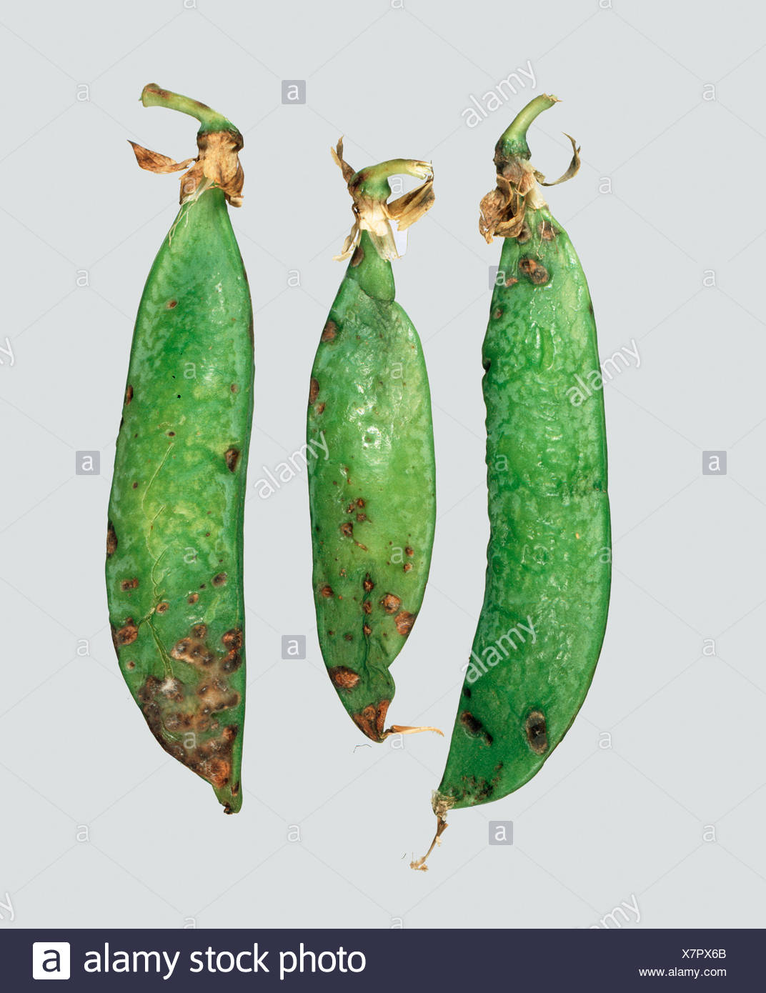 Fungal Disease Pea High Resolution Stock Photography and Images - Alamy