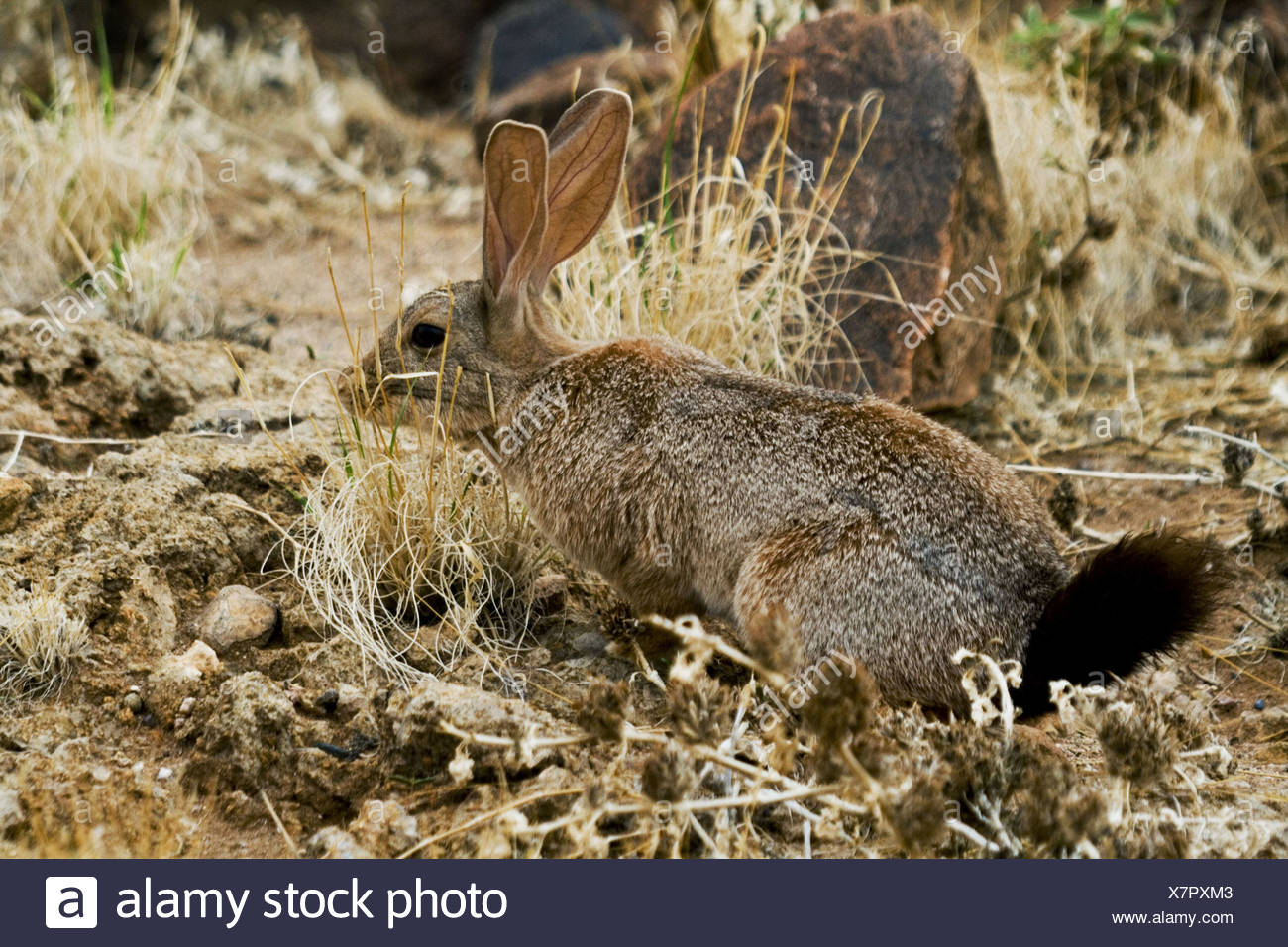 Pronolagus Stock Photos & Pronolagus Stock Images - Alamy