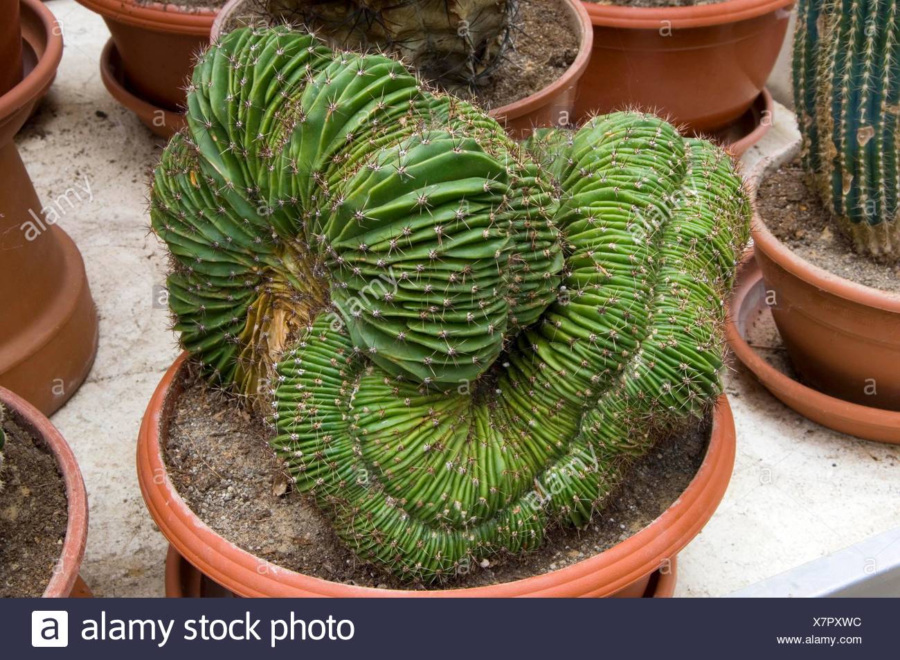 Cristata Cactus High Resolution Stock Photography and Images - Alamy