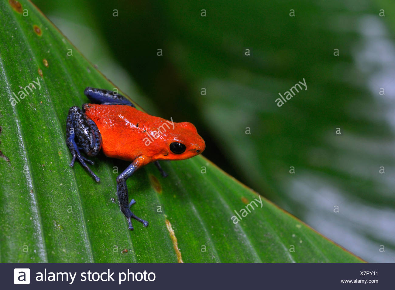 Red And Blue Poison Dart Frog High Resolution Stock Photography and ...