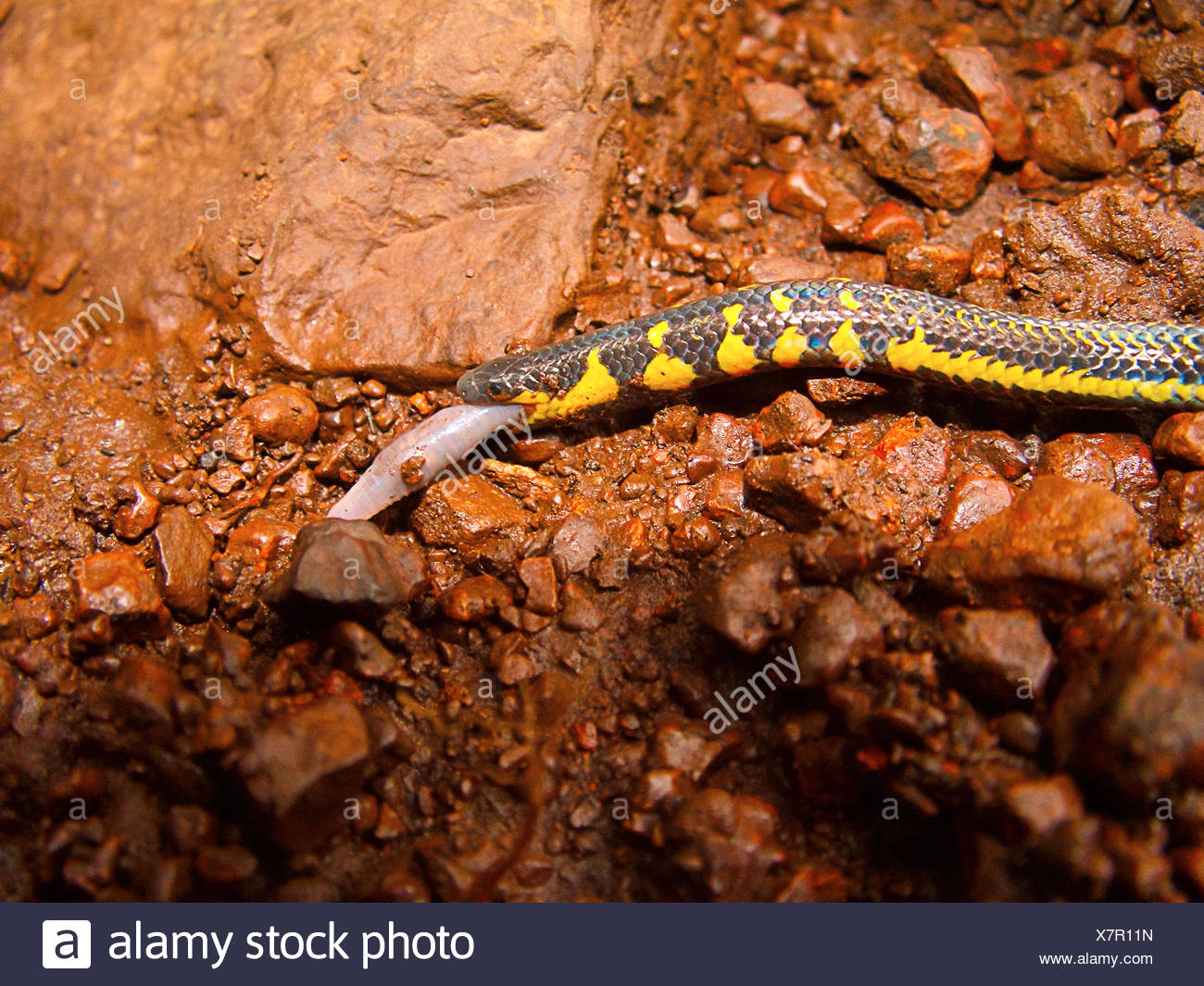 Shield Lizard High Resolution Stock Photography and Images - Alamy