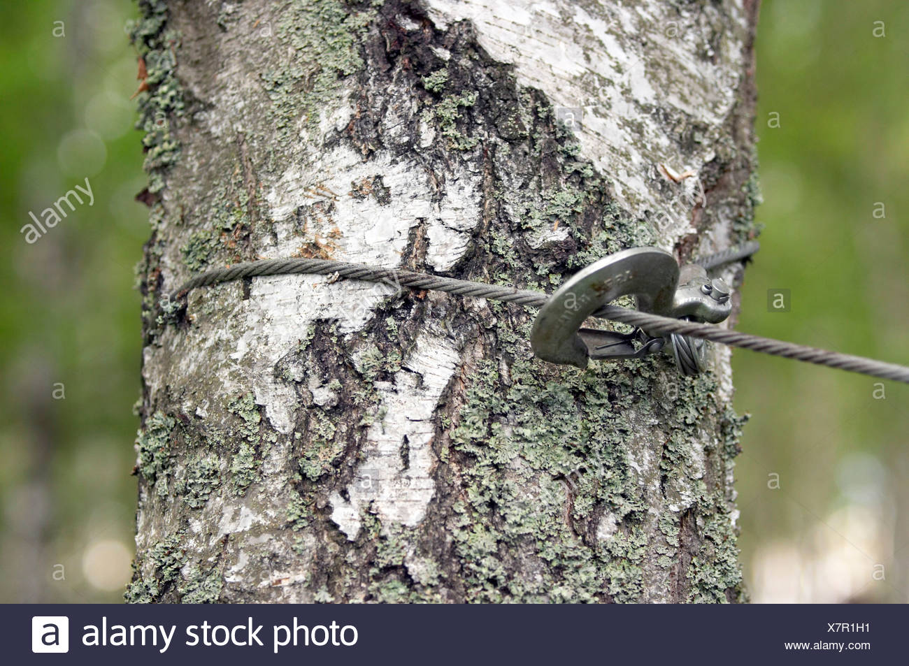 Wire Cable Around Tree Stock Photos & Wire Cable Around Tree Stock ...