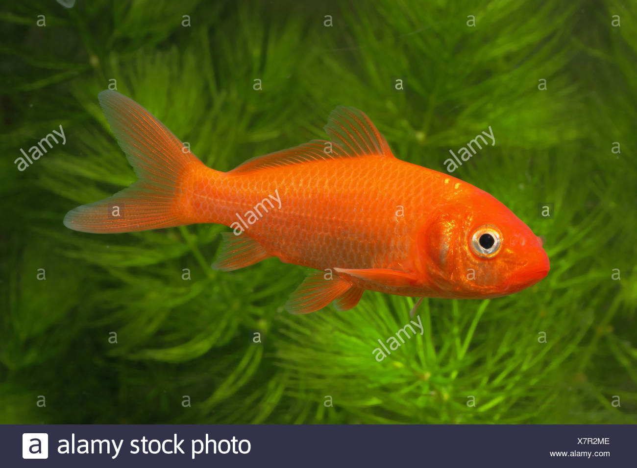 Koi Cyprinus Carpio Carpio High Resolution Stock Photography and Images ...