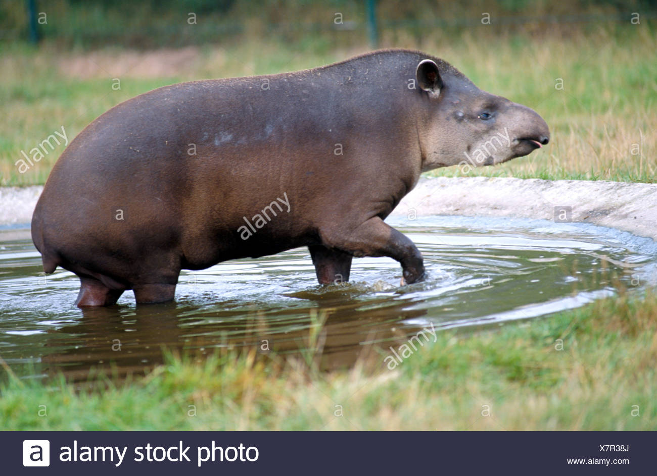Tapiridae Stock Photos & Tapiridae Stock Images - Alamy