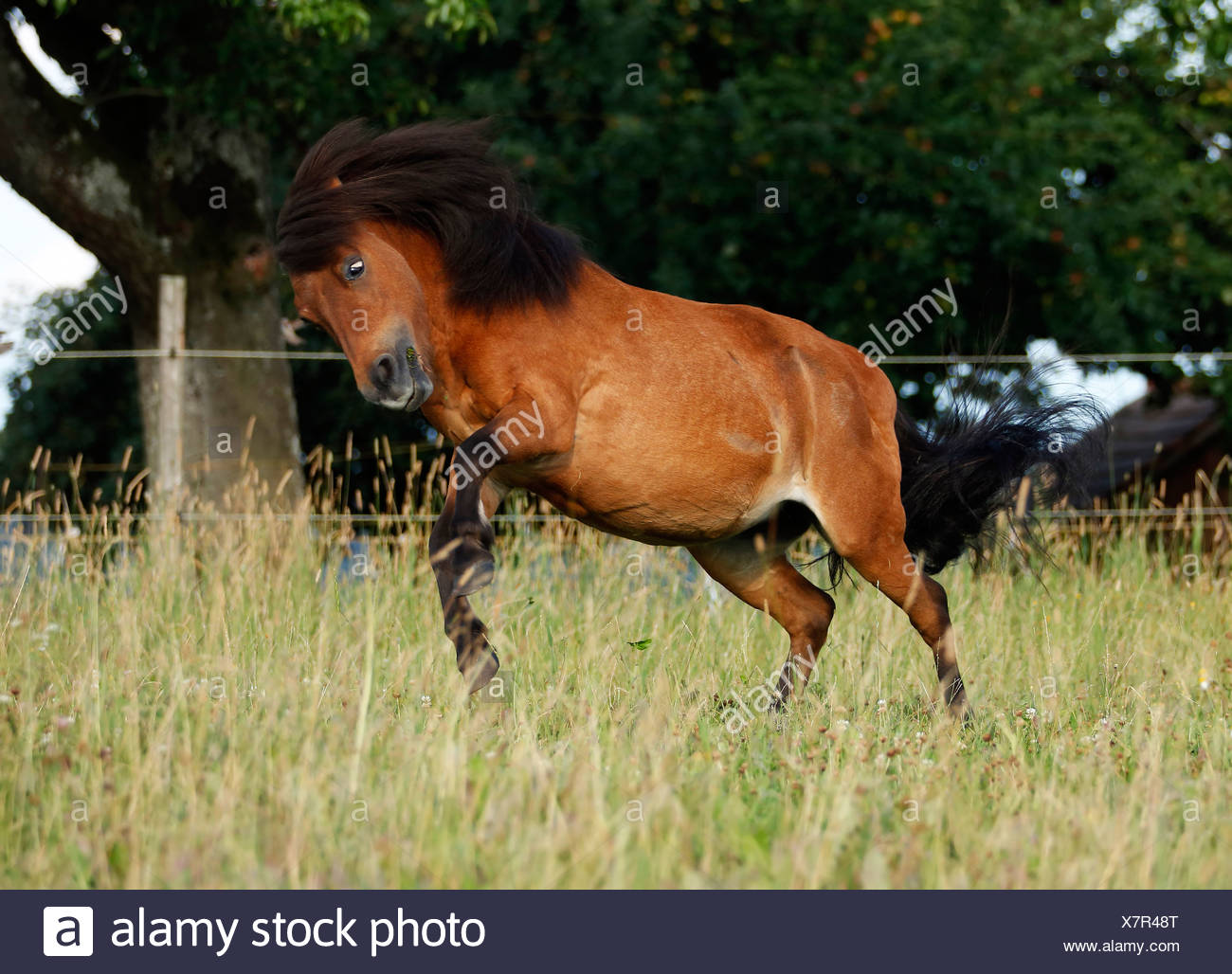 Bucking Pony Stock Photos & Bucking Pony Stock Images - Alamy