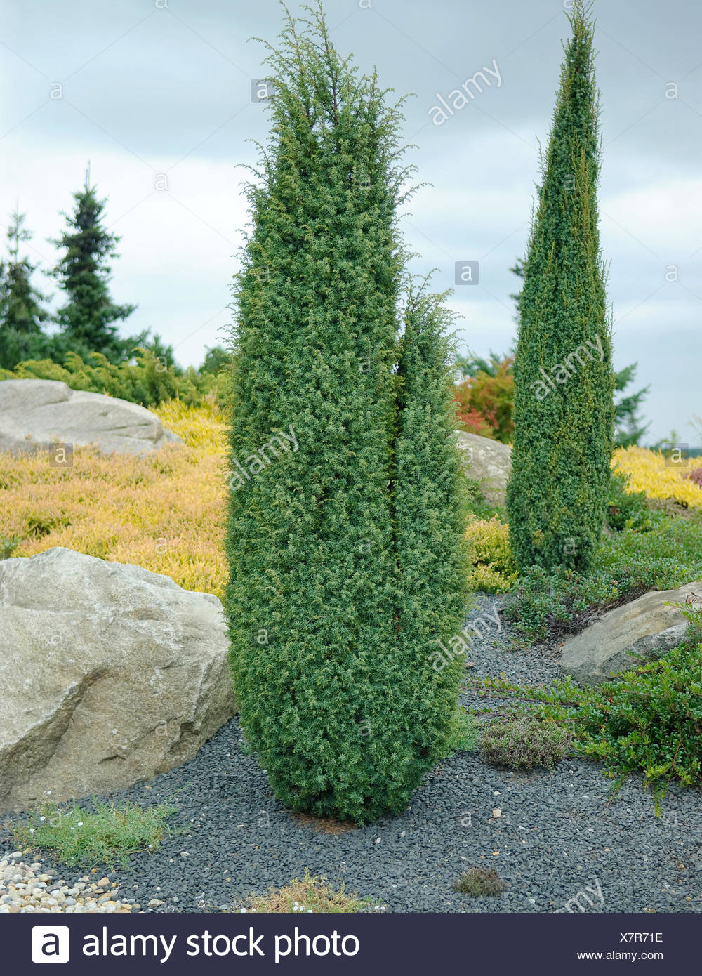 Irish Woods High Resolution Stock Photography and Images - Alamy