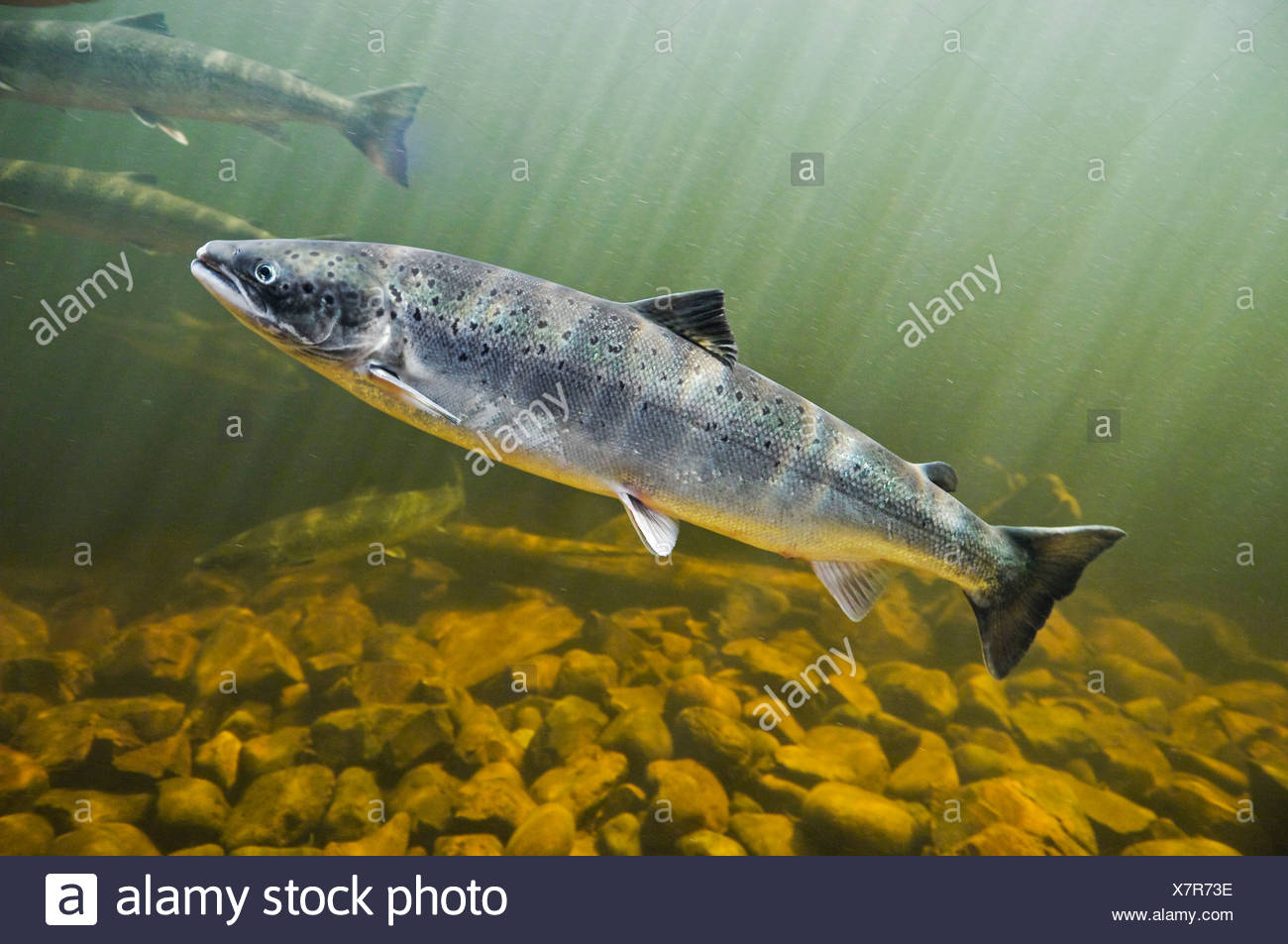 Aquatic High Resolution Stock Photography and Images - Alamy