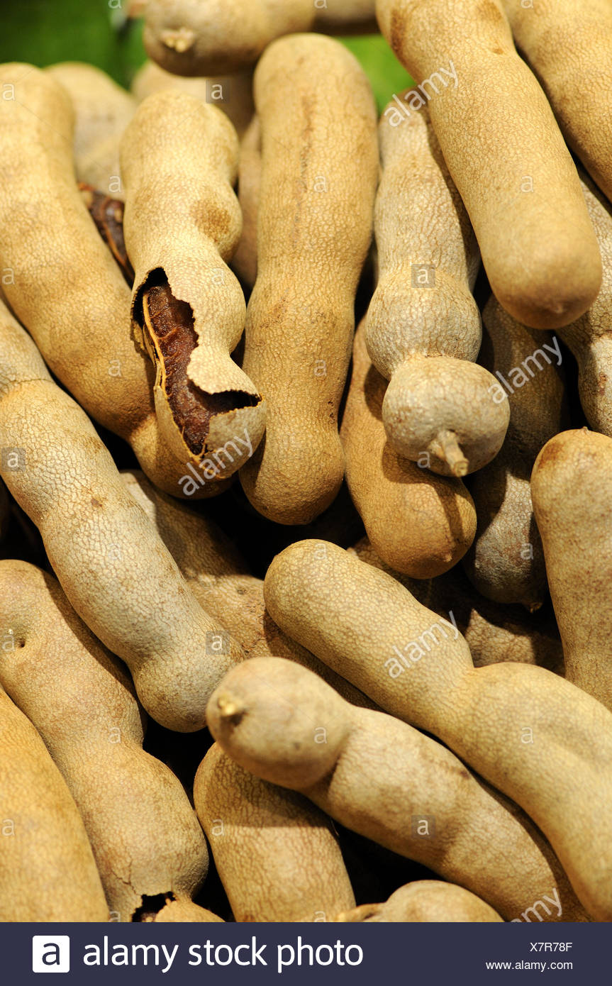 Tamarind Tree Stock Photos & Tamarind Tree Stock Images - Alamy