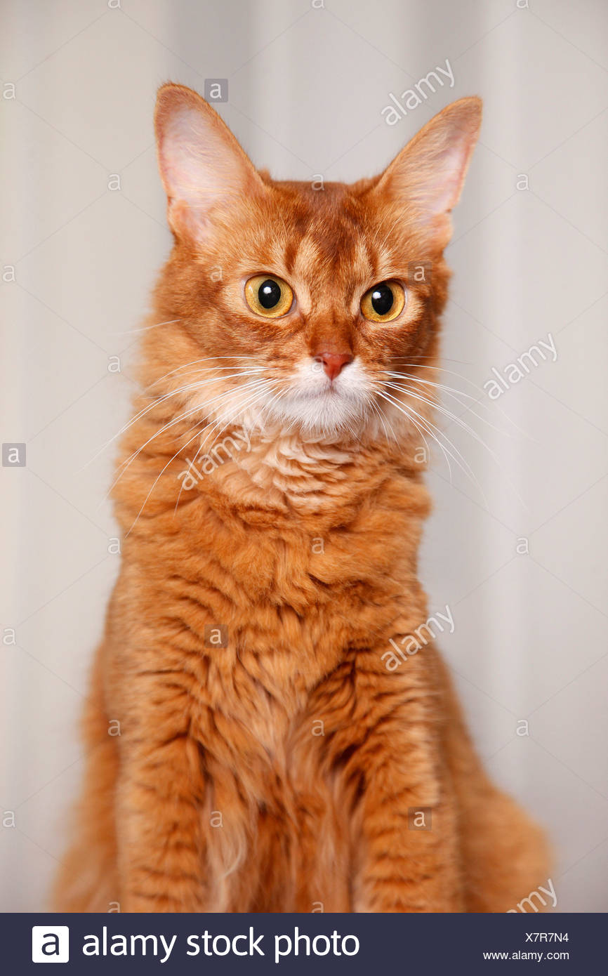 Somalians Stock Photos & Somalians Stock Images - Alamy