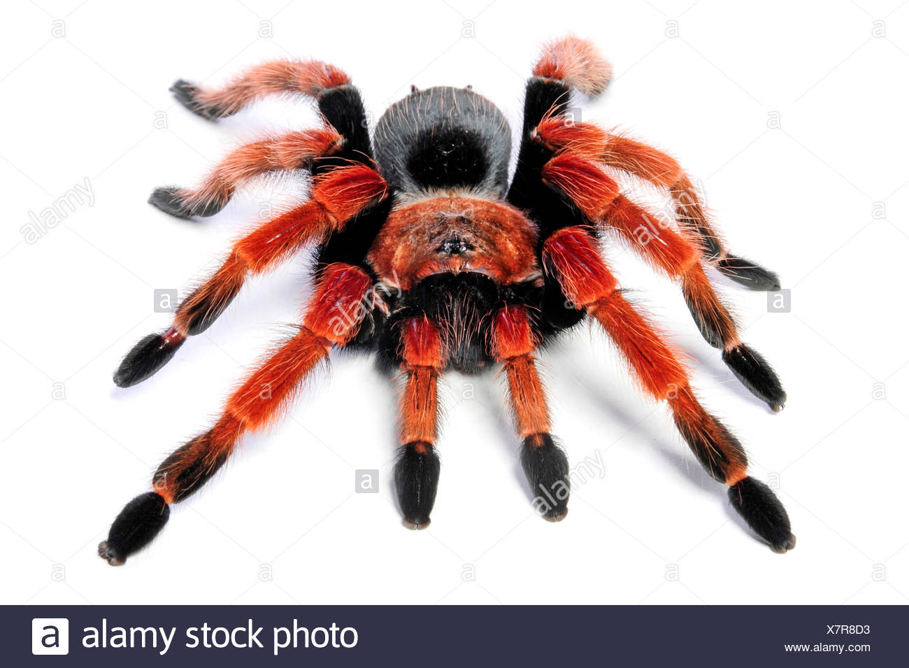 Fireleg High Resolution Stock Photography and Images - Alamy