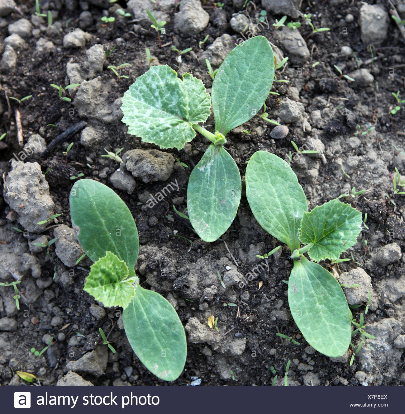 Pumpkin Seedlings High Resolution Stock Photography and Images - Alamy