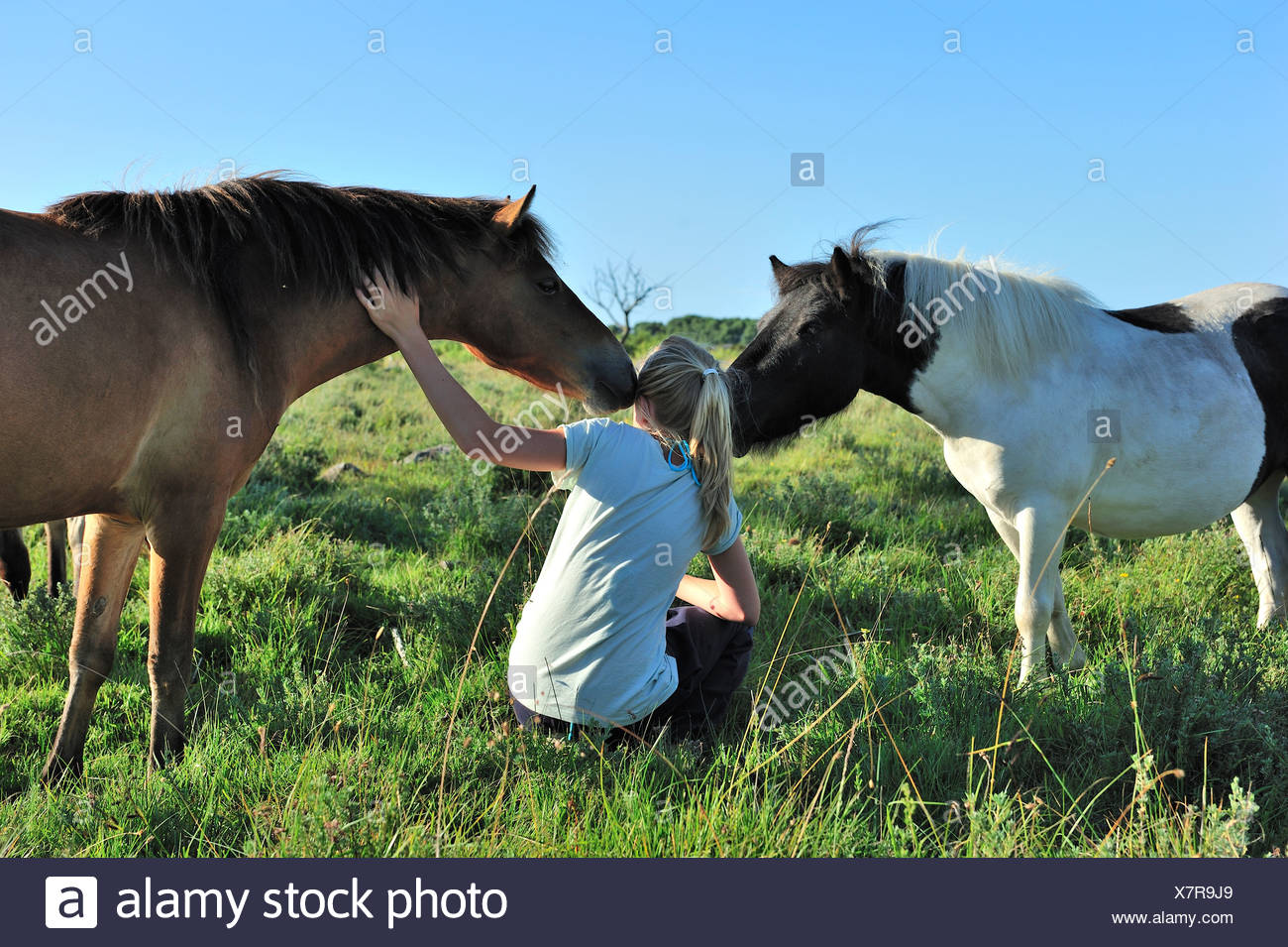 Rear View Of Horses High Resolution Stock Photography and Images - Alamy