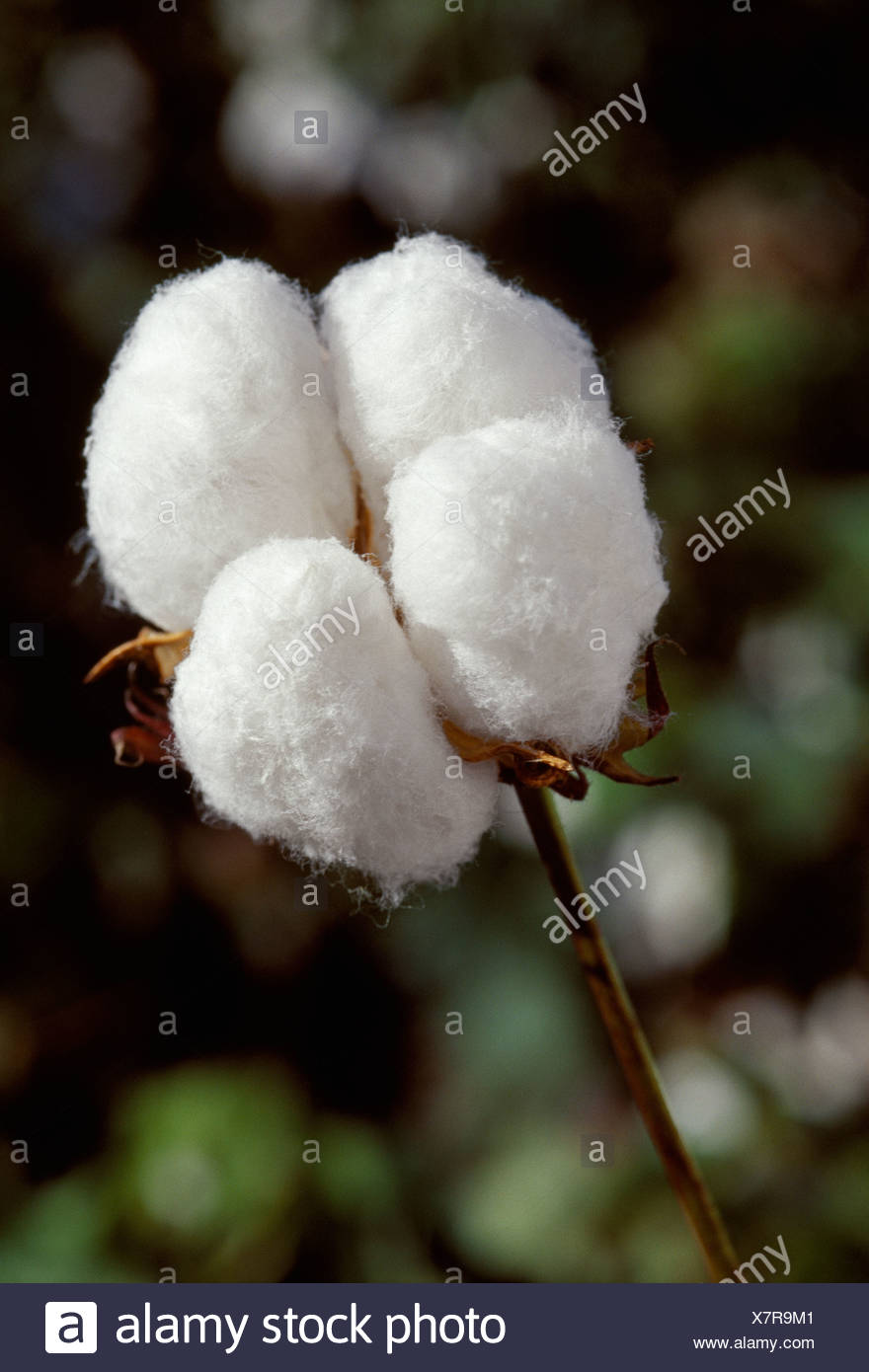 Cotton Boll High Resolution Stock Photography and Images - Alamy