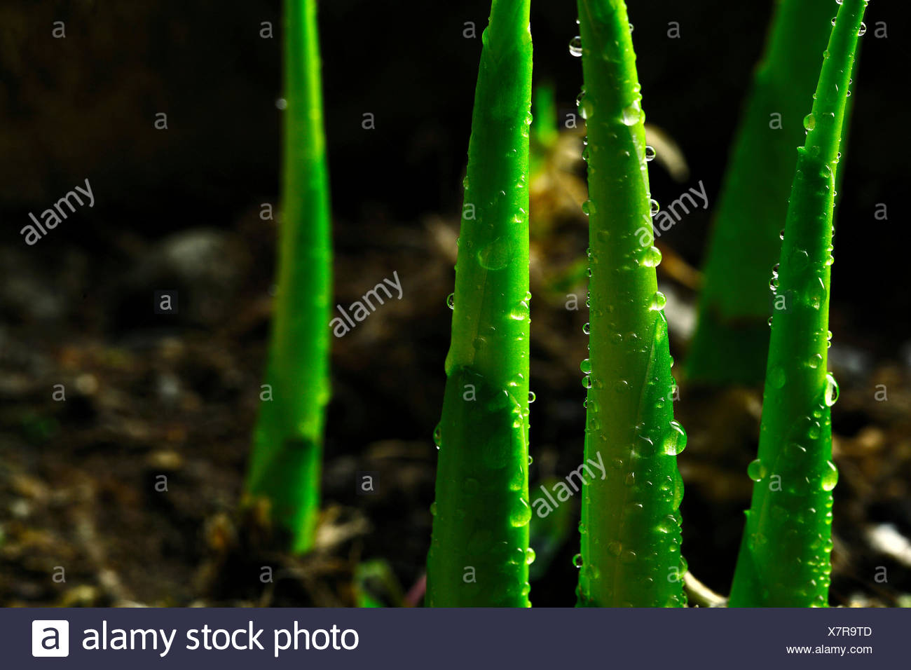 Small Bamboo Plant Stock Photos & Small Bamboo Plant Stock Images - Alamy