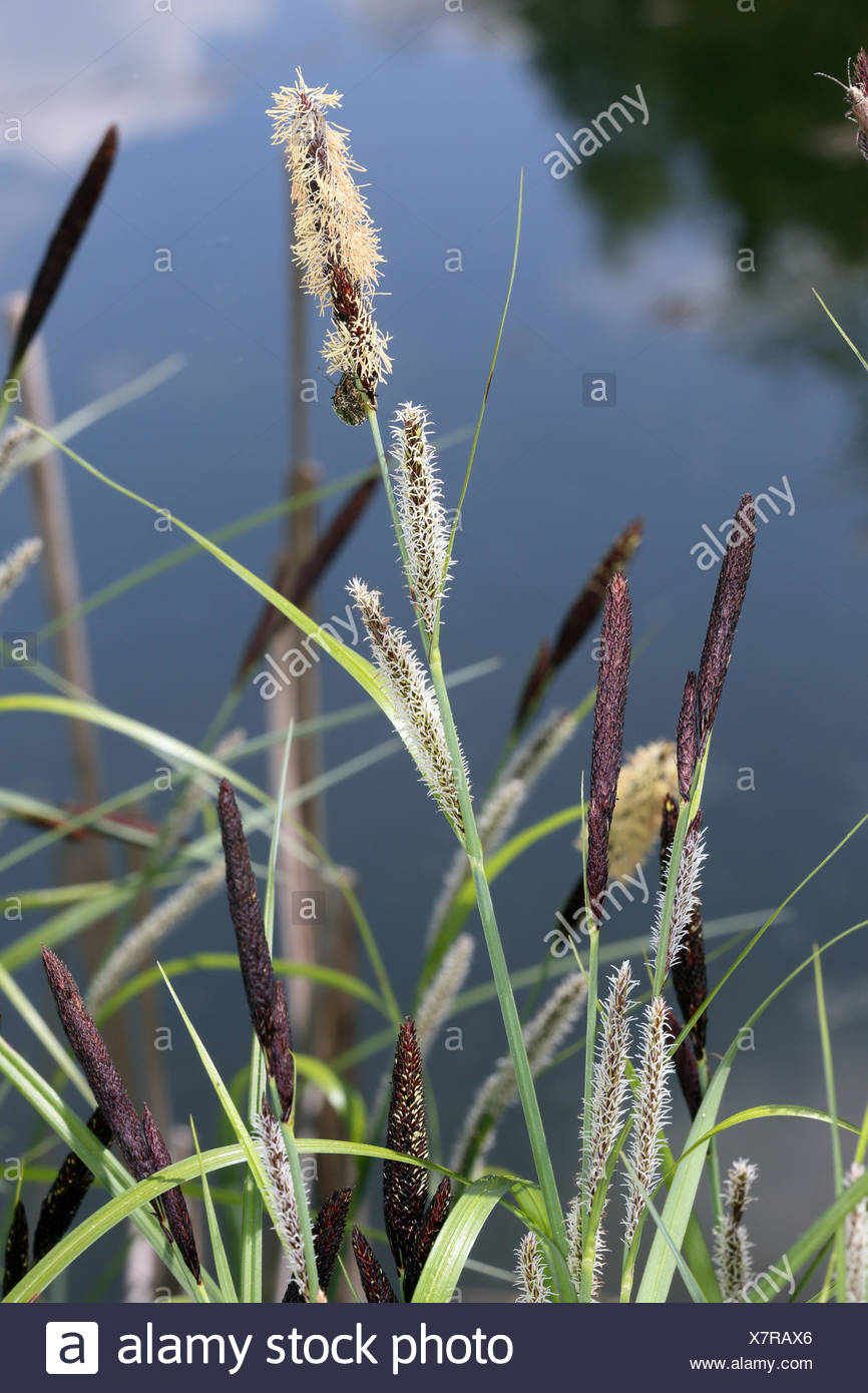 Carex Acutiformis High Resolution Stock Photography and Images - Alamy