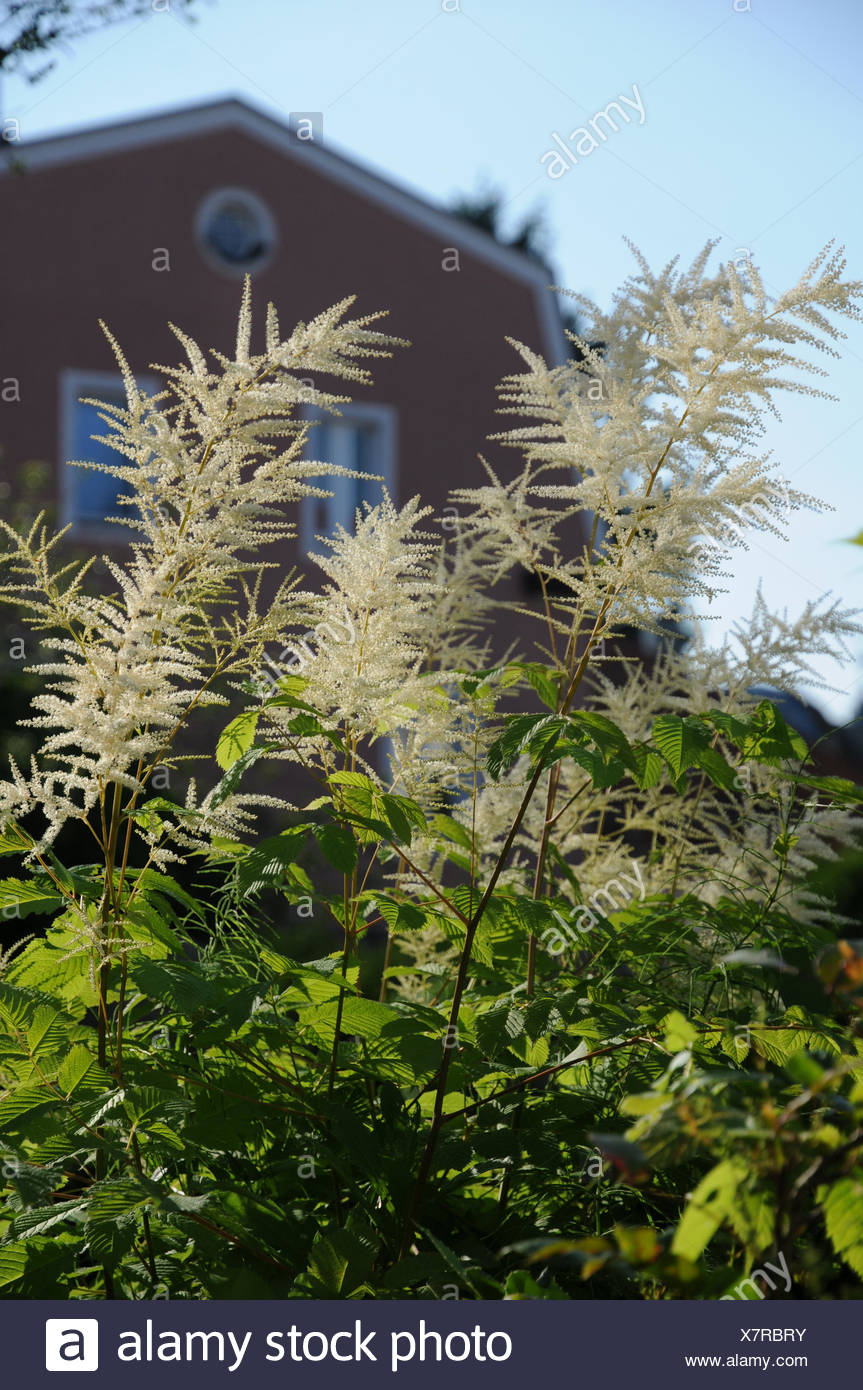 Goats Beard Stock Photos & Goats Beard Stock Images - Alamy
