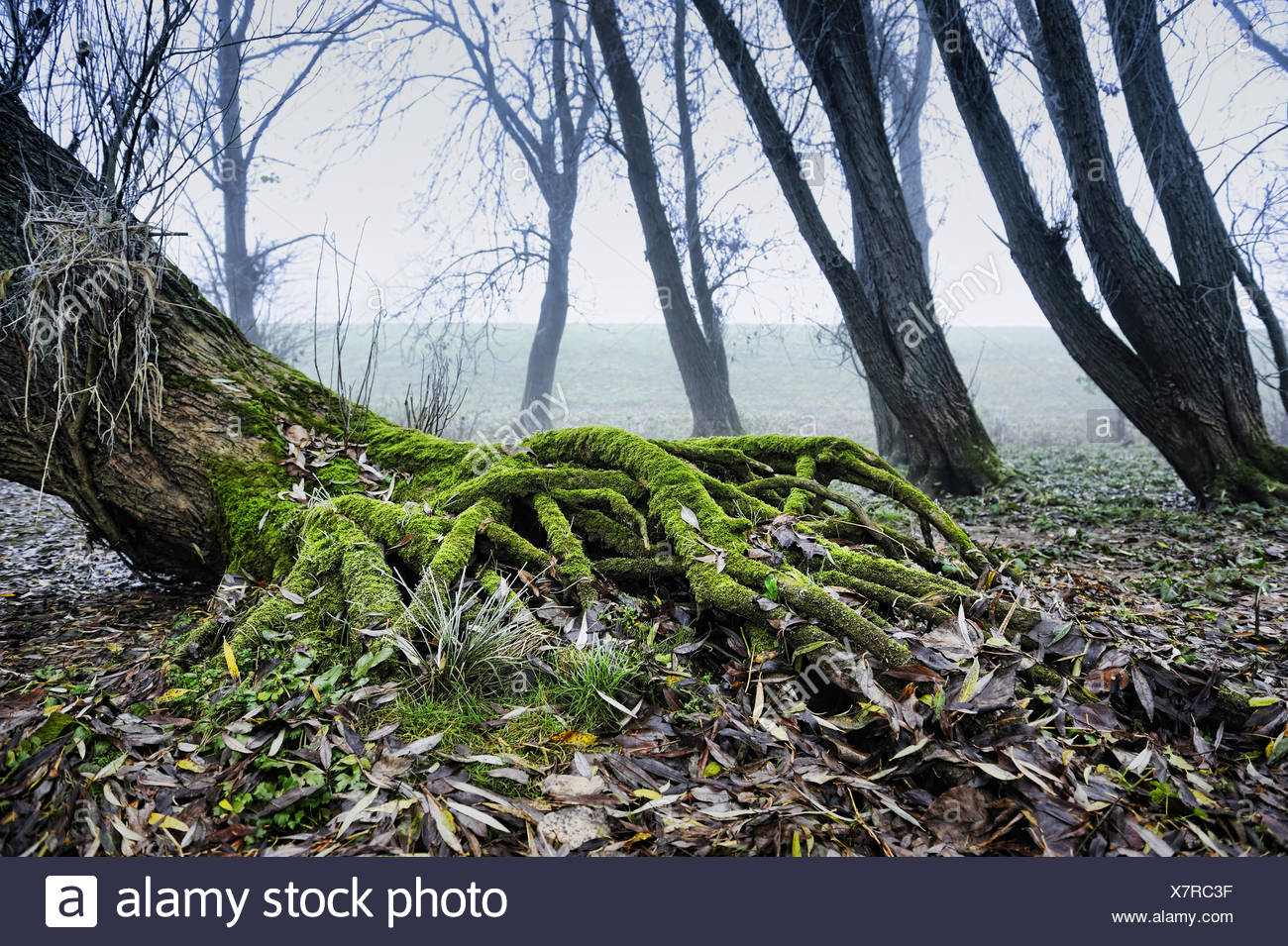 River Bank Tree Roots Stock Photos & River Bank Tree Roots Stock Images ...