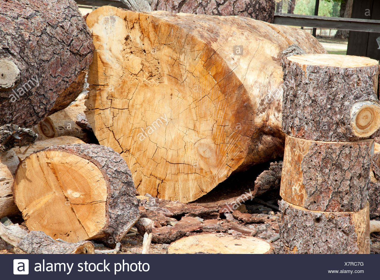 Chopped Tree Trunk High Resolution Stock Photography and Images - Alamy