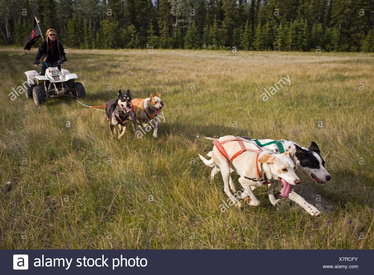 Pulling Competitions High Resolution Stock Photography and Images - Alamy