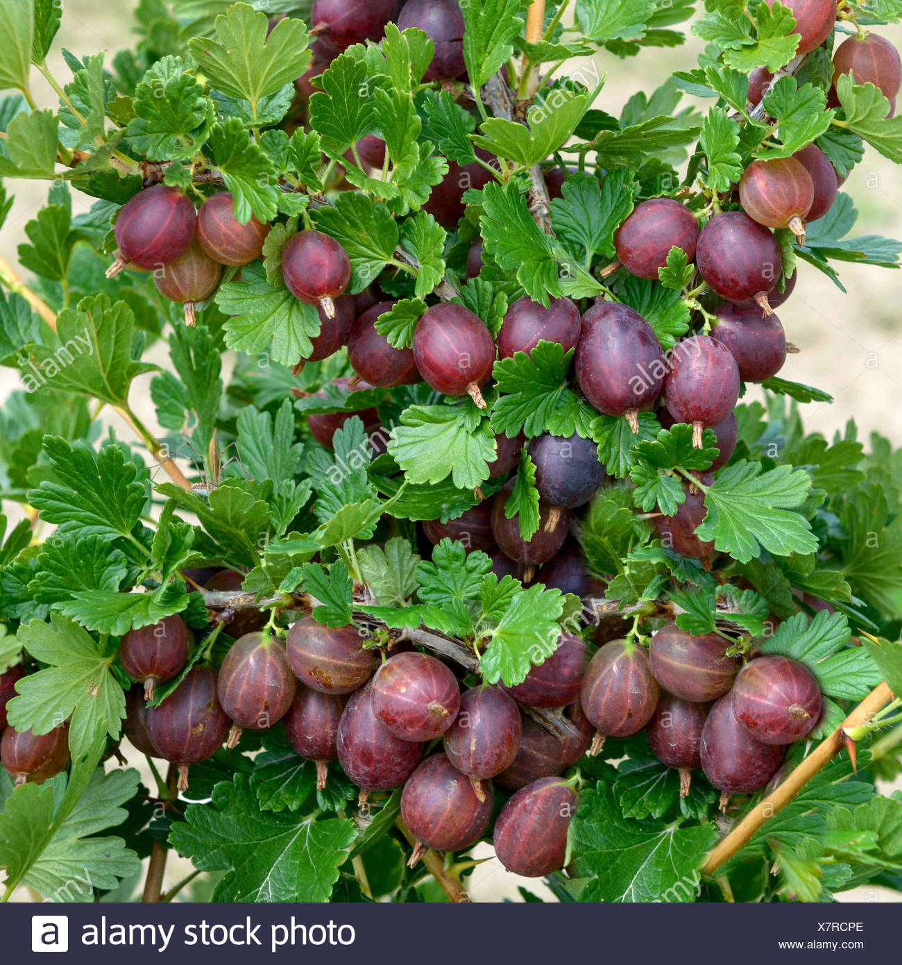 European Gooseberry Ribes High Resolution Stock Photography and Images ...
