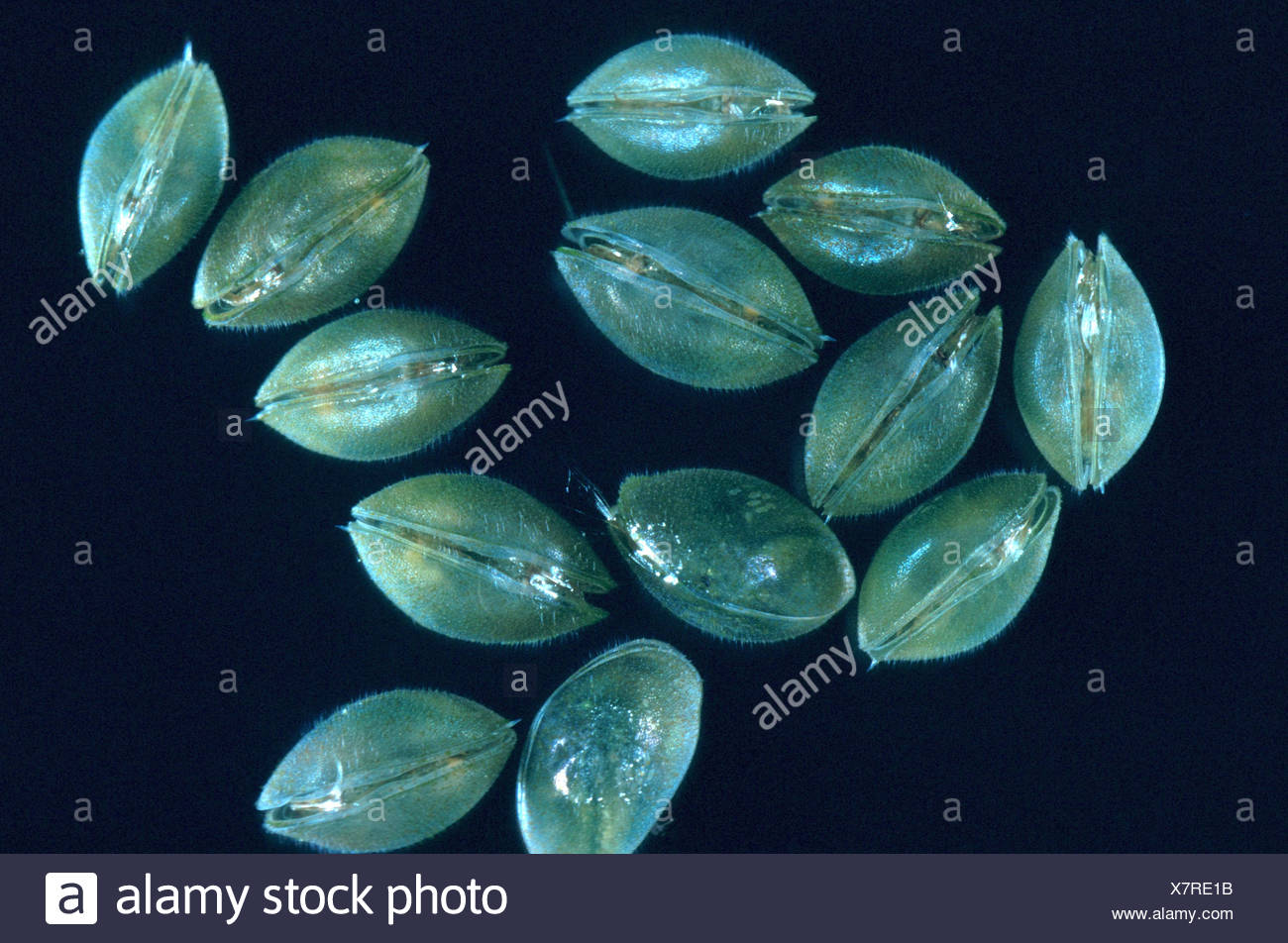 Ostracods Stock Photos & Ostracods Stock Images - Alamy