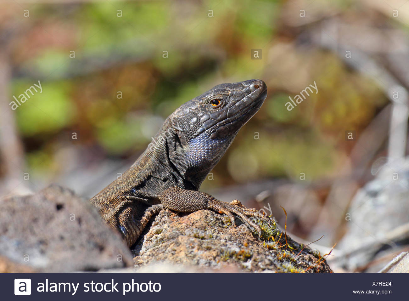 Canary Island Lizard High Resolution Stock Photography and Images - Alamy