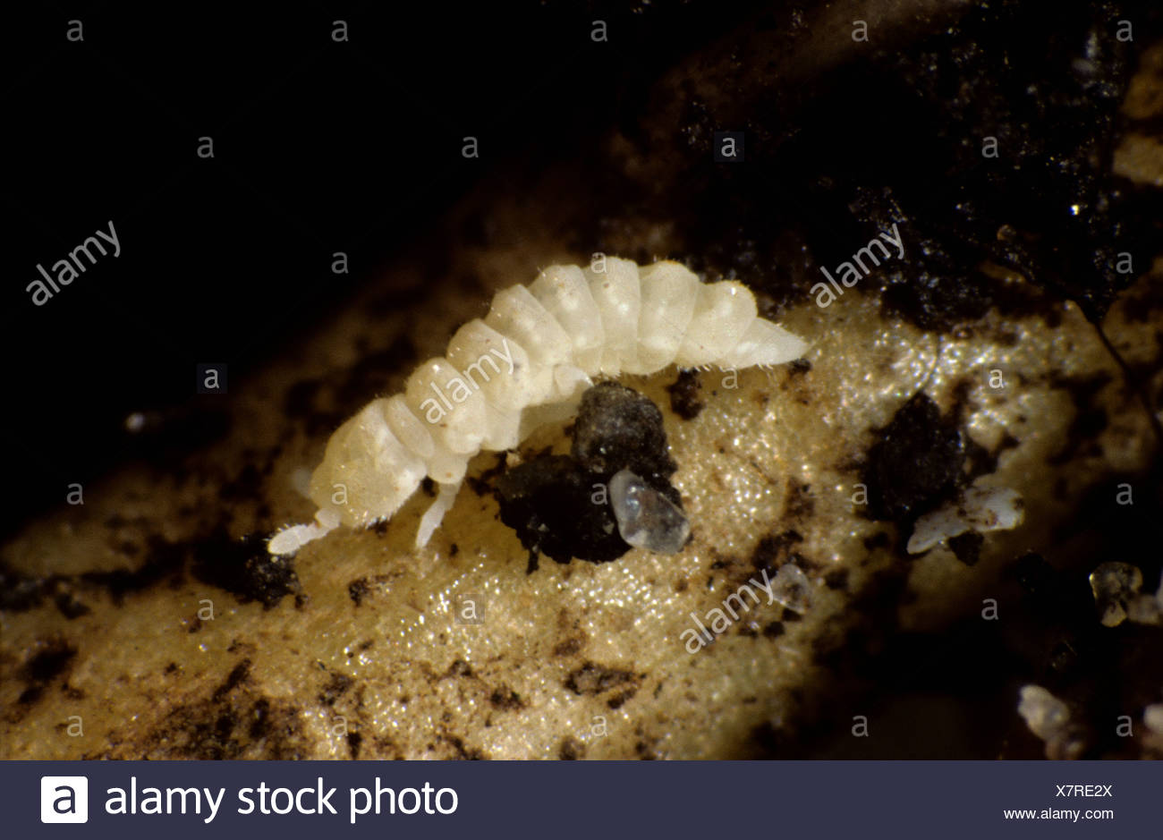Springtail Collembola Sp High Resolution Stock Photography and Images ...
