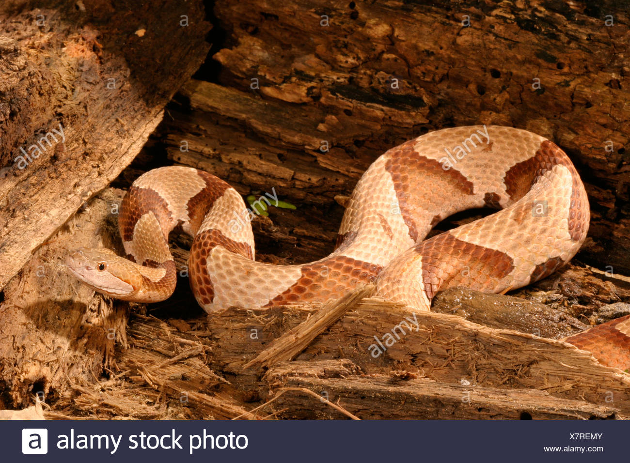 Southern Copperhead Snake Stock Photos & Southern Copperhead Snake ...