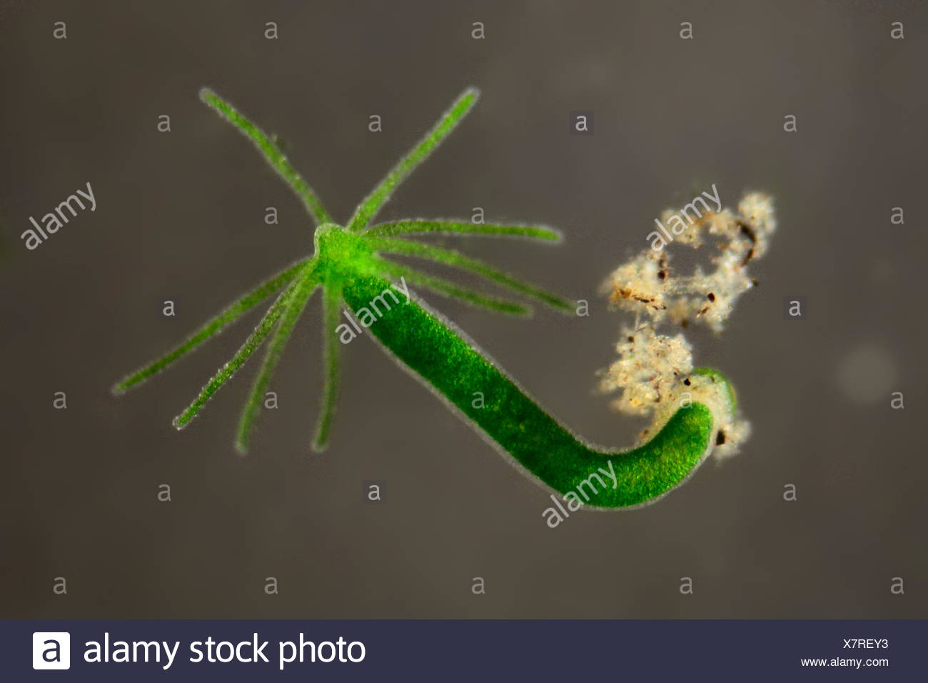 Hydra Microscope Stock Photos & Hydra Microscope Stock Images - Alamy