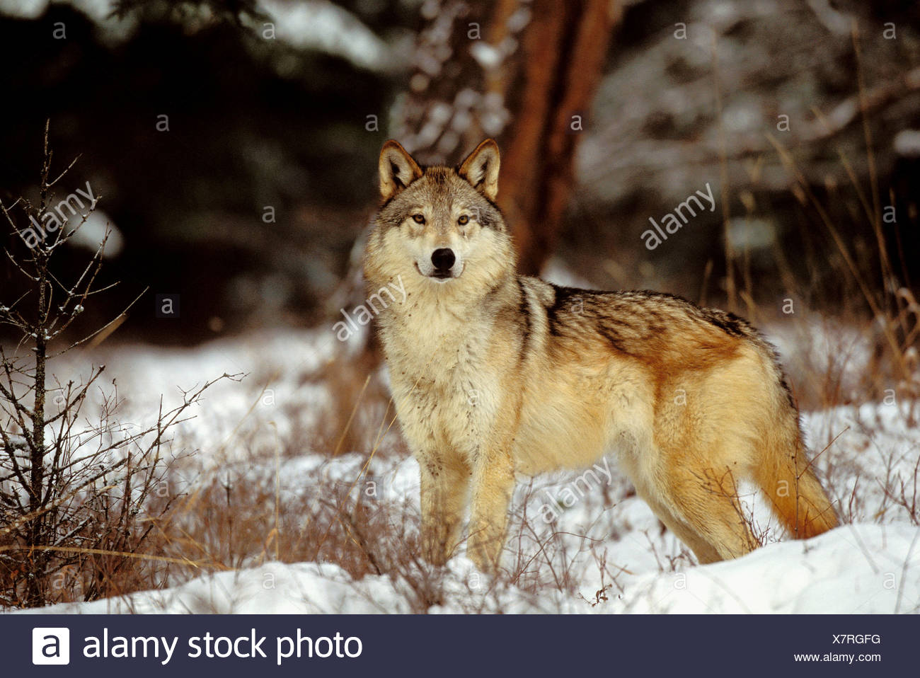 Eastern Grey Wolf High Resolution Stock Photography and Images - Alamy