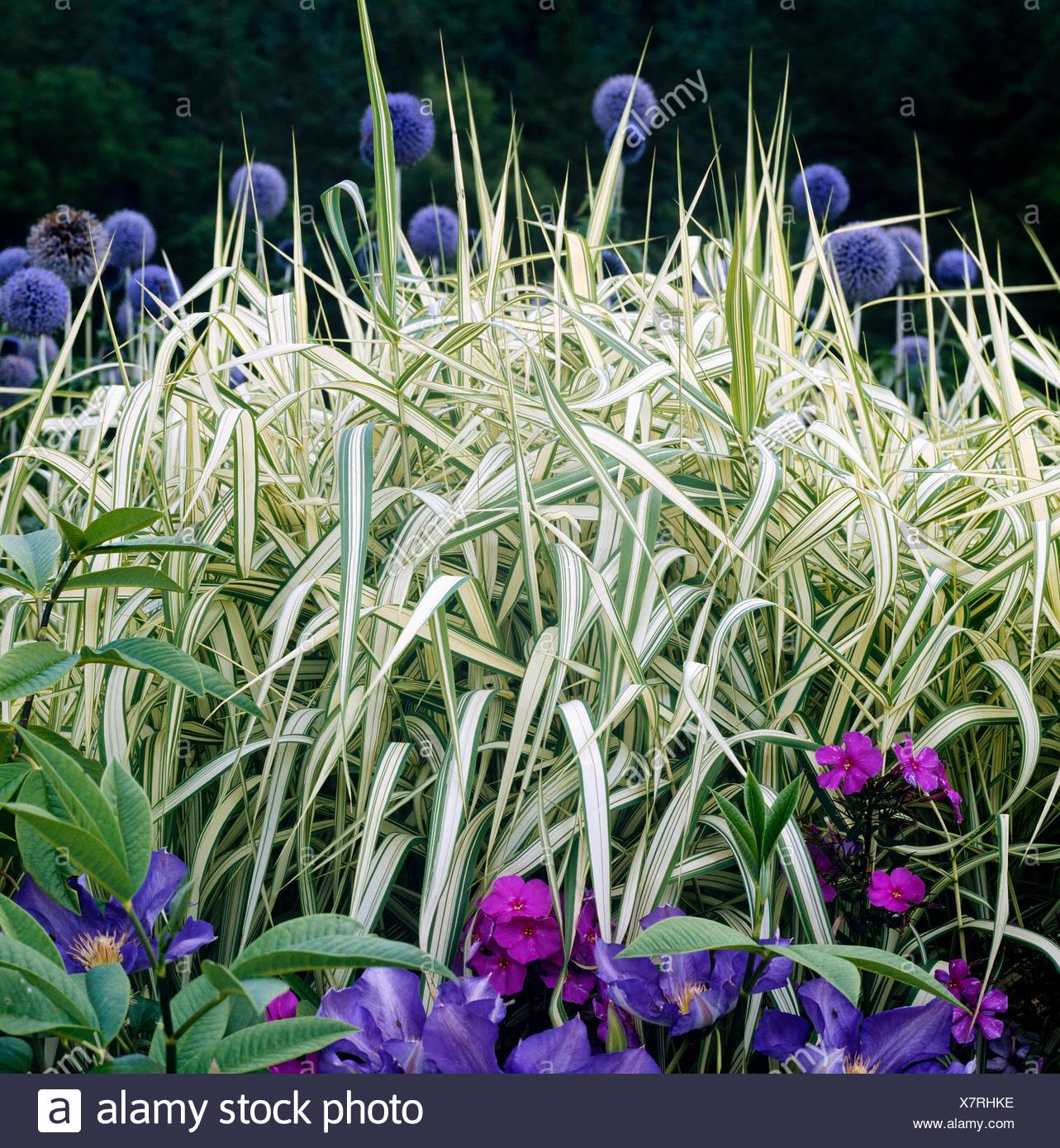 Phalaris Arundinacea Var Picta High Resolution Stock Photography and ...