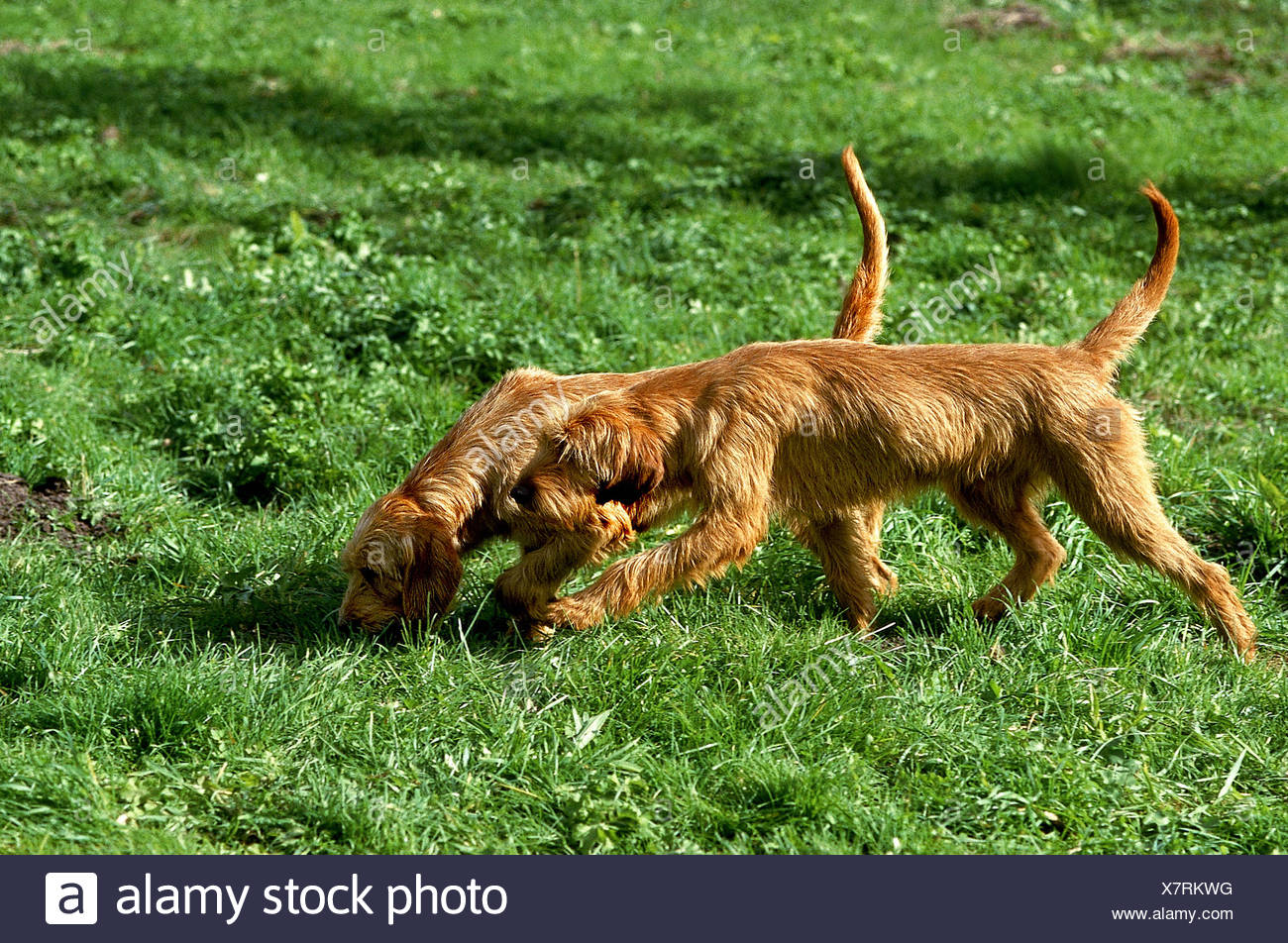 Griffon Fauve De Bretagne Stock Photos & Griffon Fauve De Bretagne ...