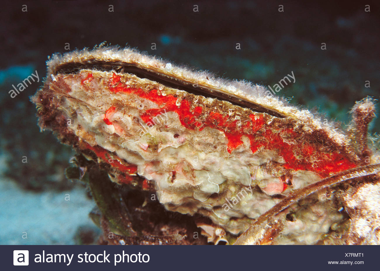 Fan Mussel Stock Photos & Fan Mussel Stock Images - Alamy