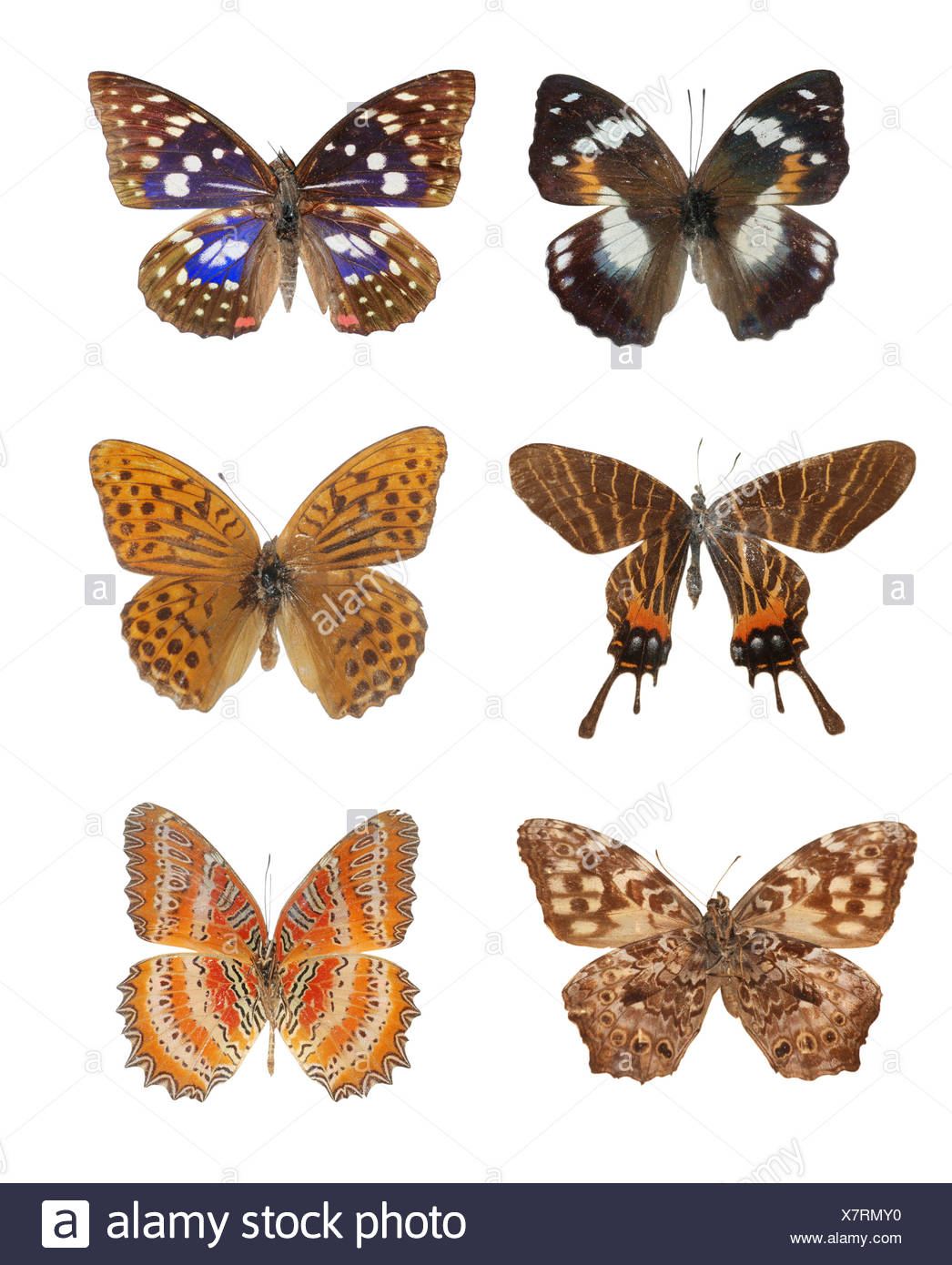 Butterfly Collection High Resolution Stock Photography and Images - Alamy