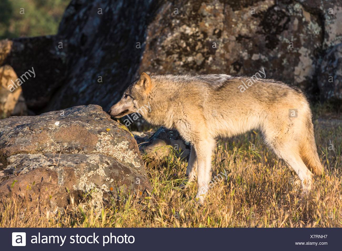 Wolf Sniffing High Resolution Stock Photography and Images - Alamy