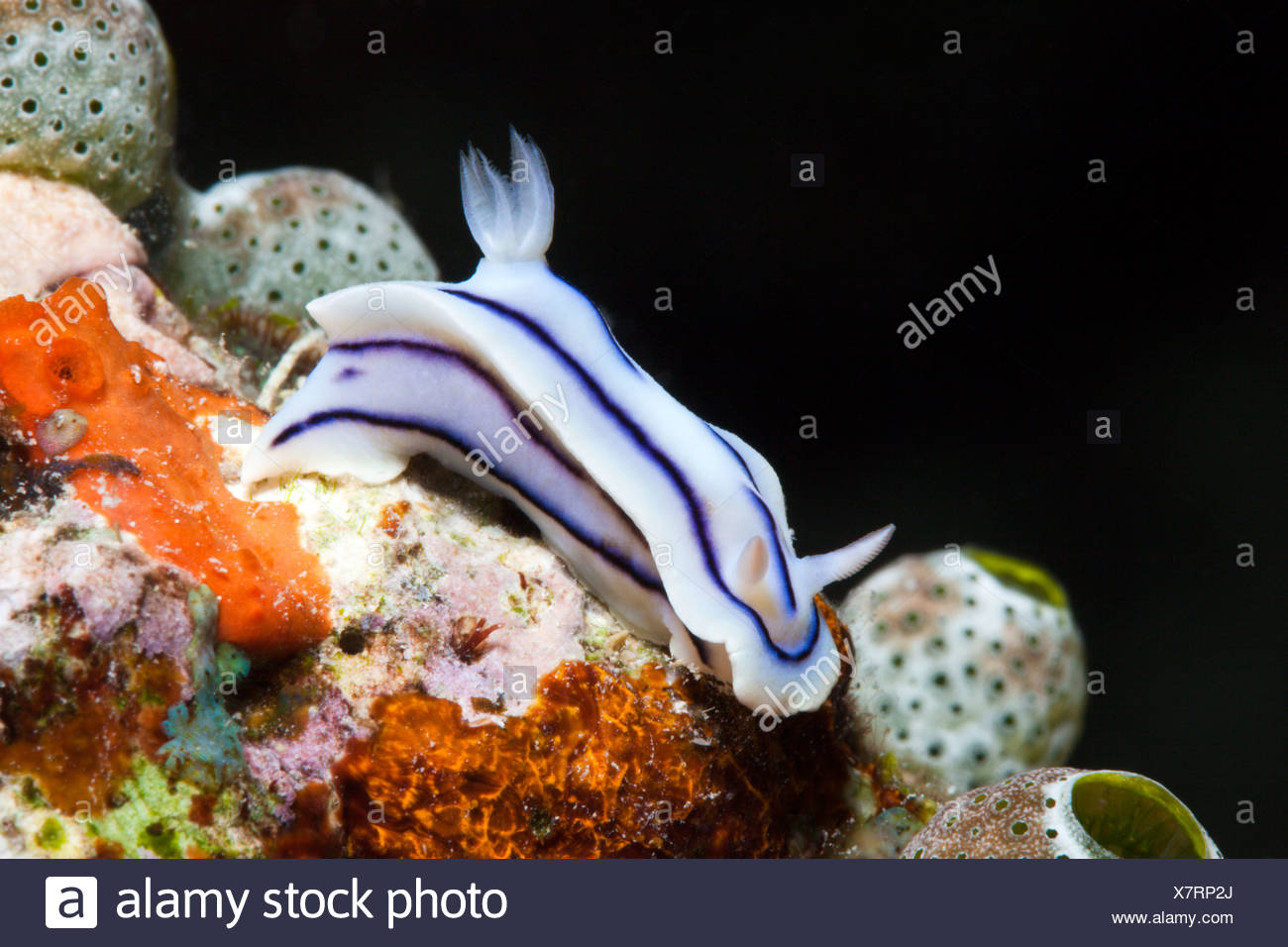 Blue Nudibranch High Resolution Stock Photography and Images - Alamy